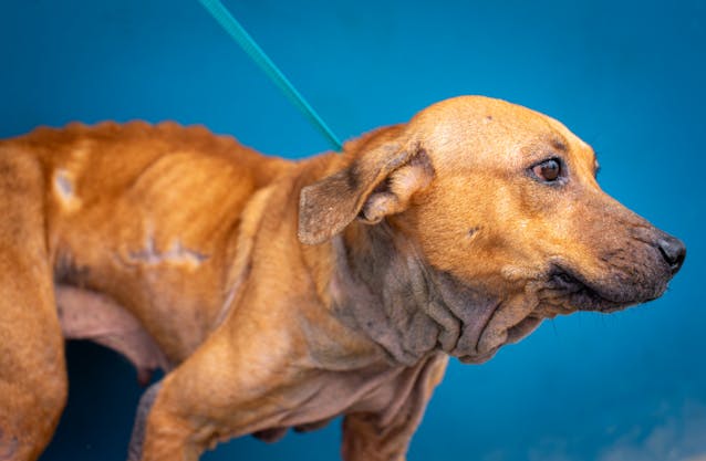 Cadaver Dog Training: Detection & Certification Essentials