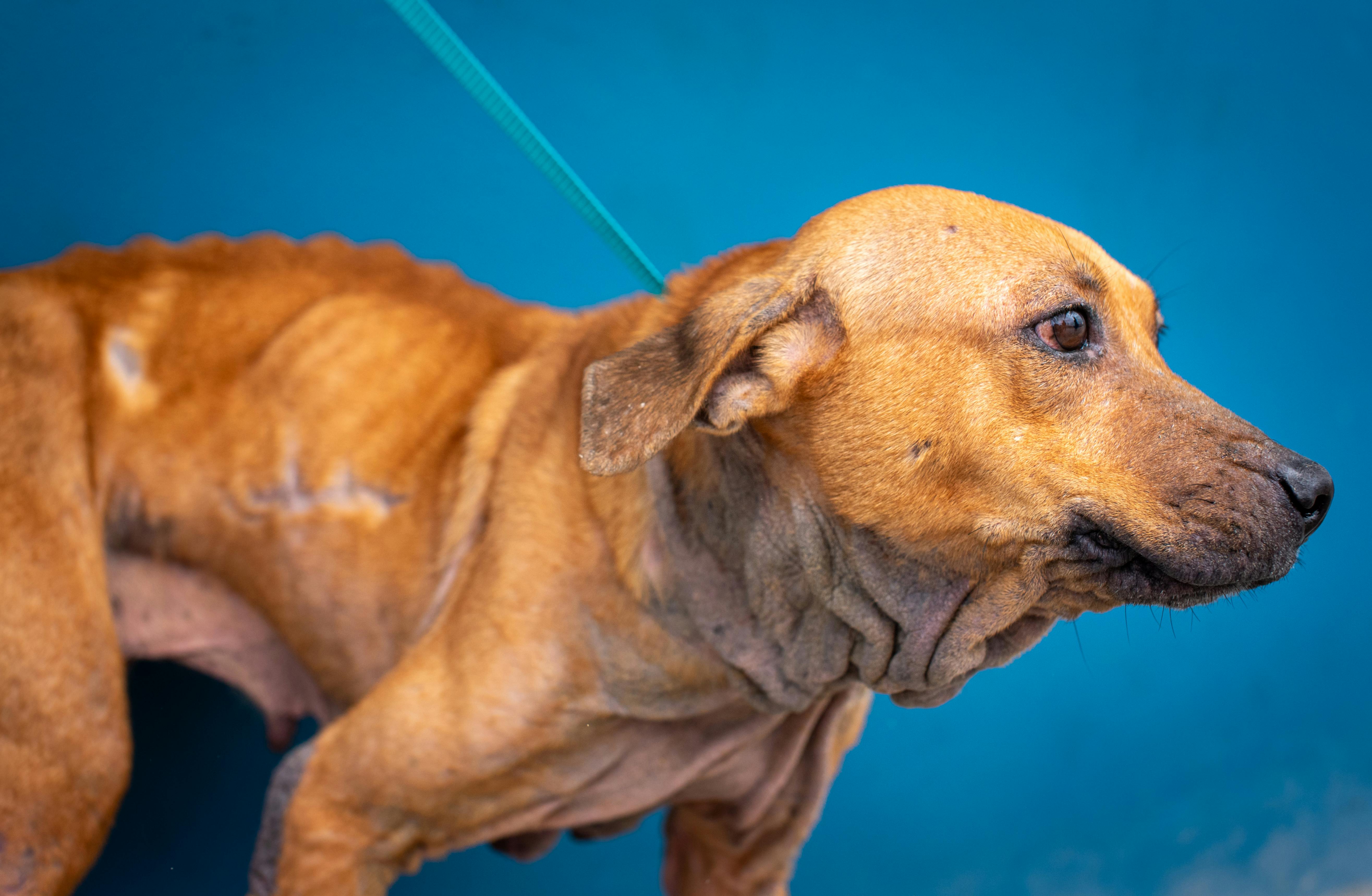 Rescued Dog in Trinidad: A Portrait of Resilience · Free Stock Photo
