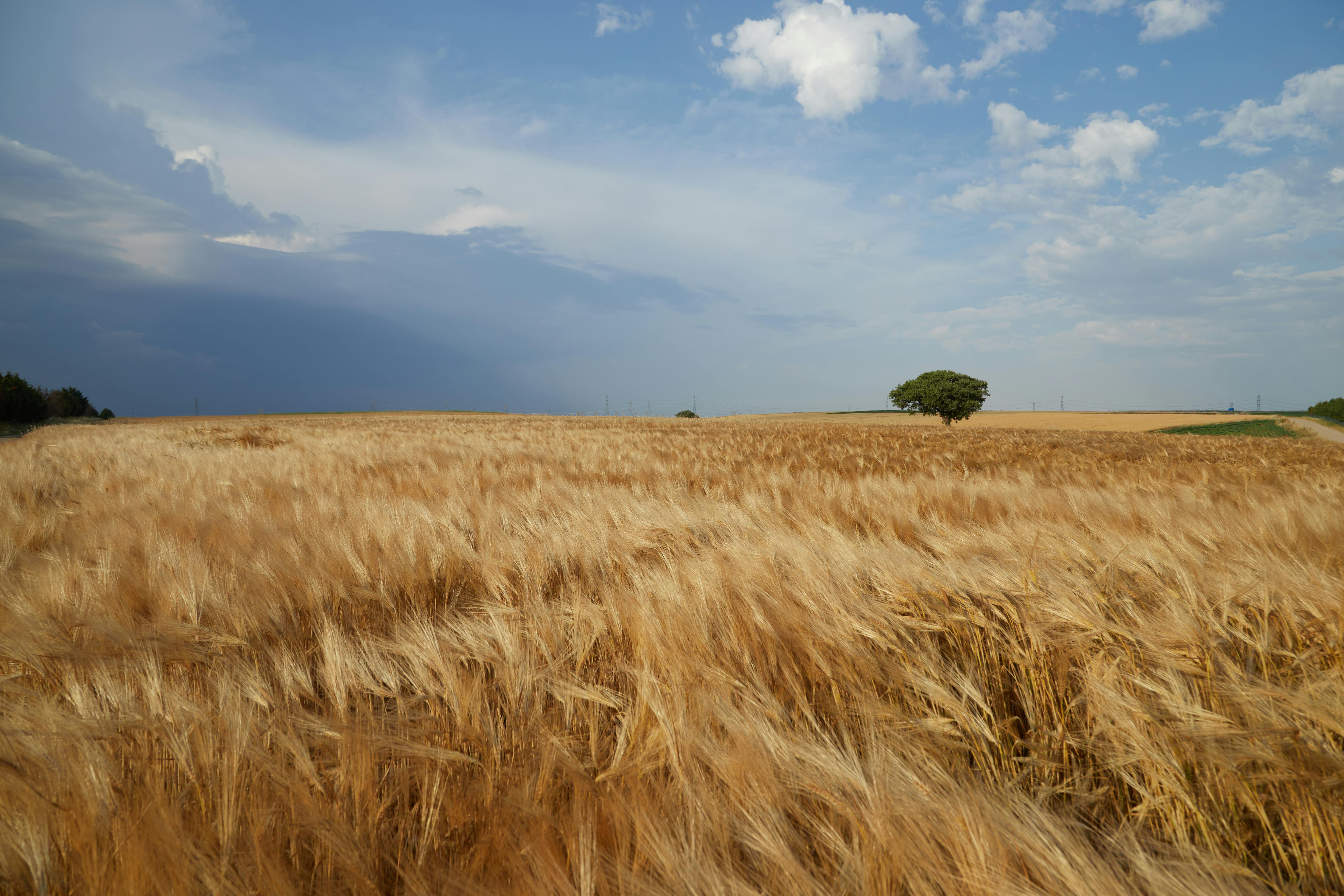 Pan Tree Photos, Download The BEST Free Pan Tree Stock Photos & HD Images