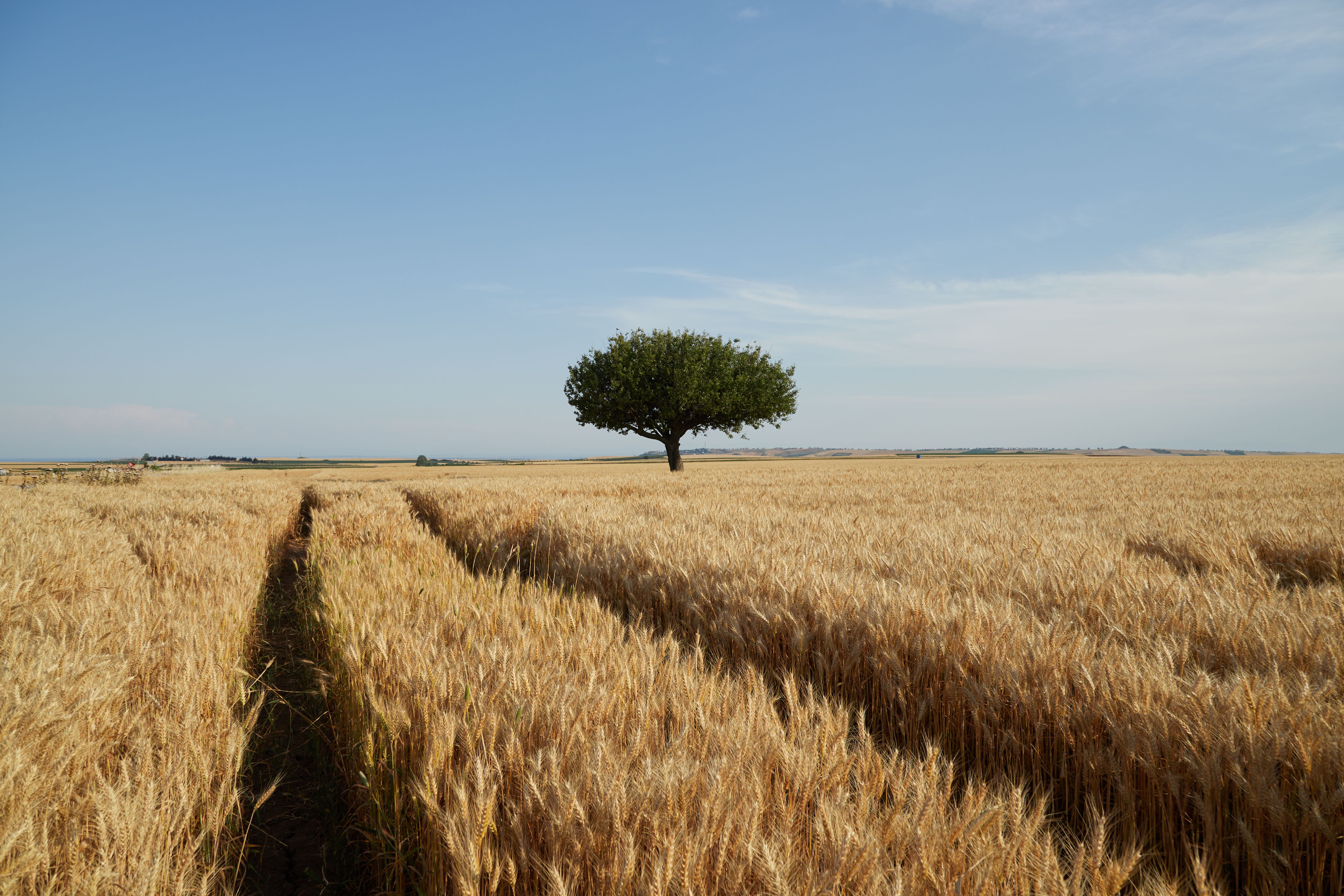 Lone Tree in Vast Golden Wheat Field Landscape · Free Stock Photo
