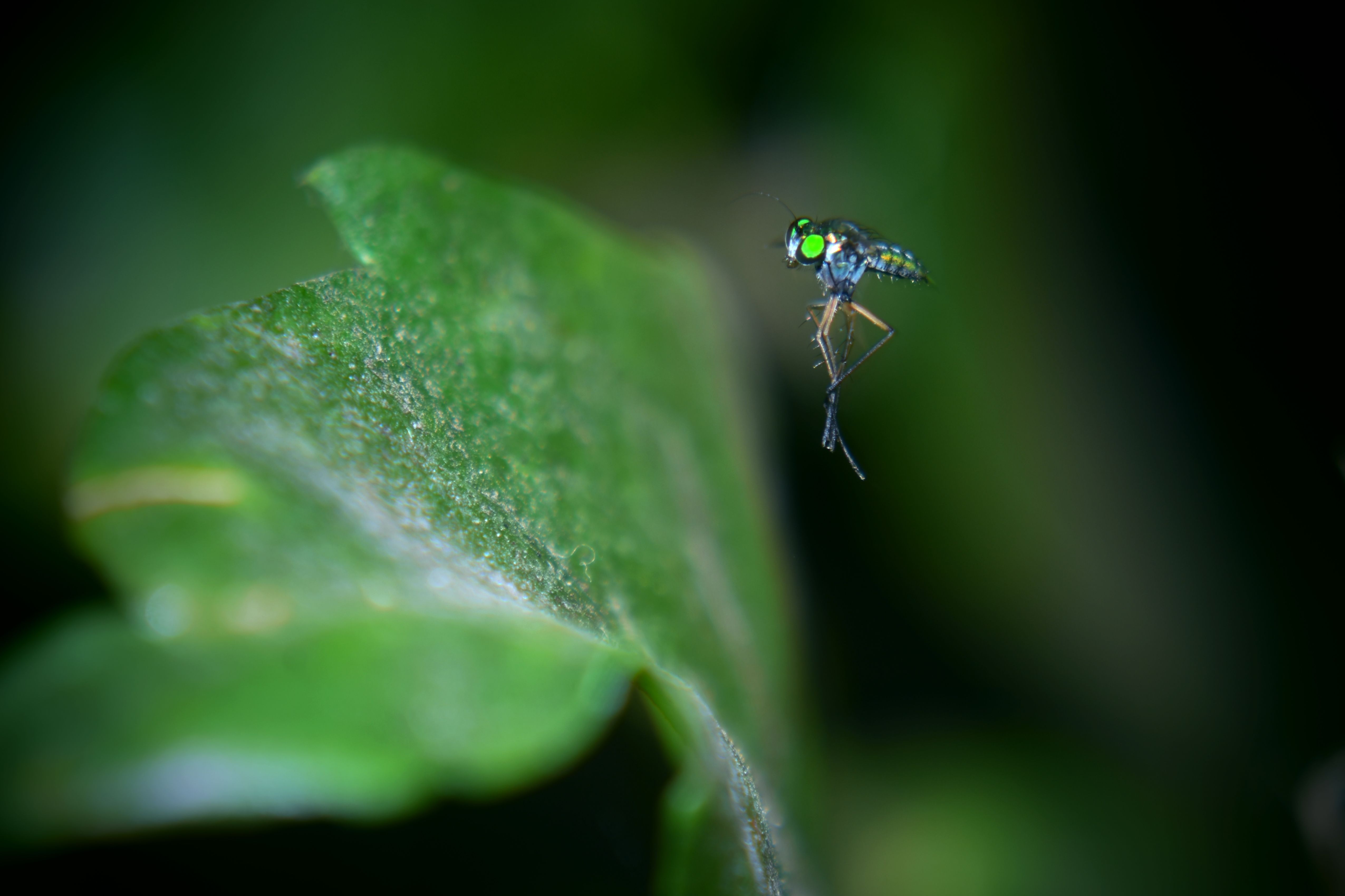Primer Plano De Una Mosca Sírfida Sobre Una Hoja En La Naturaleza ...