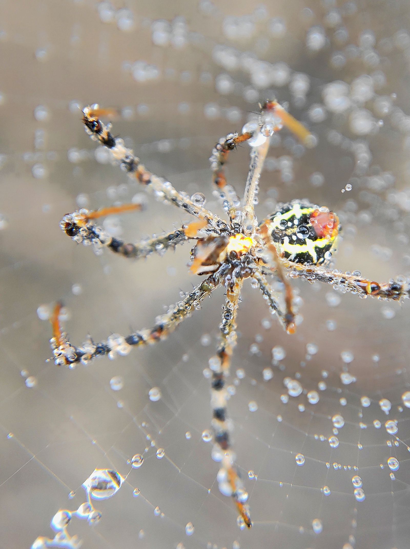 Spider Transparent Photos, Download The BEST Free Spider Transparent ...