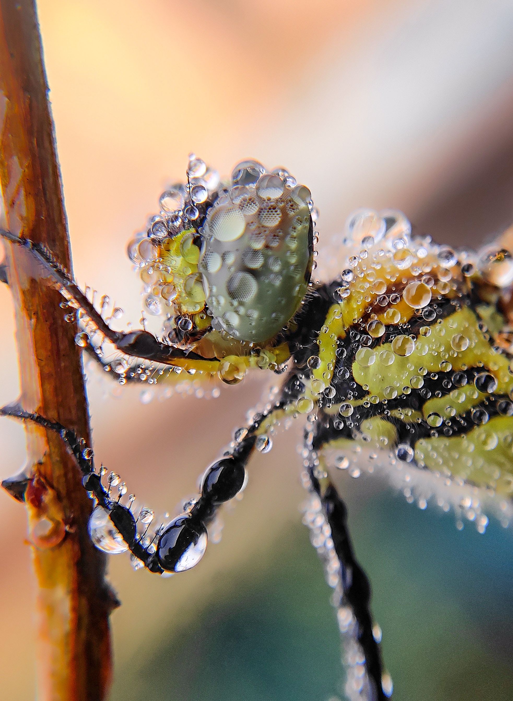 Close-up Macro of Dew-Covered Dragonfly on Branch · Free Stock Photo