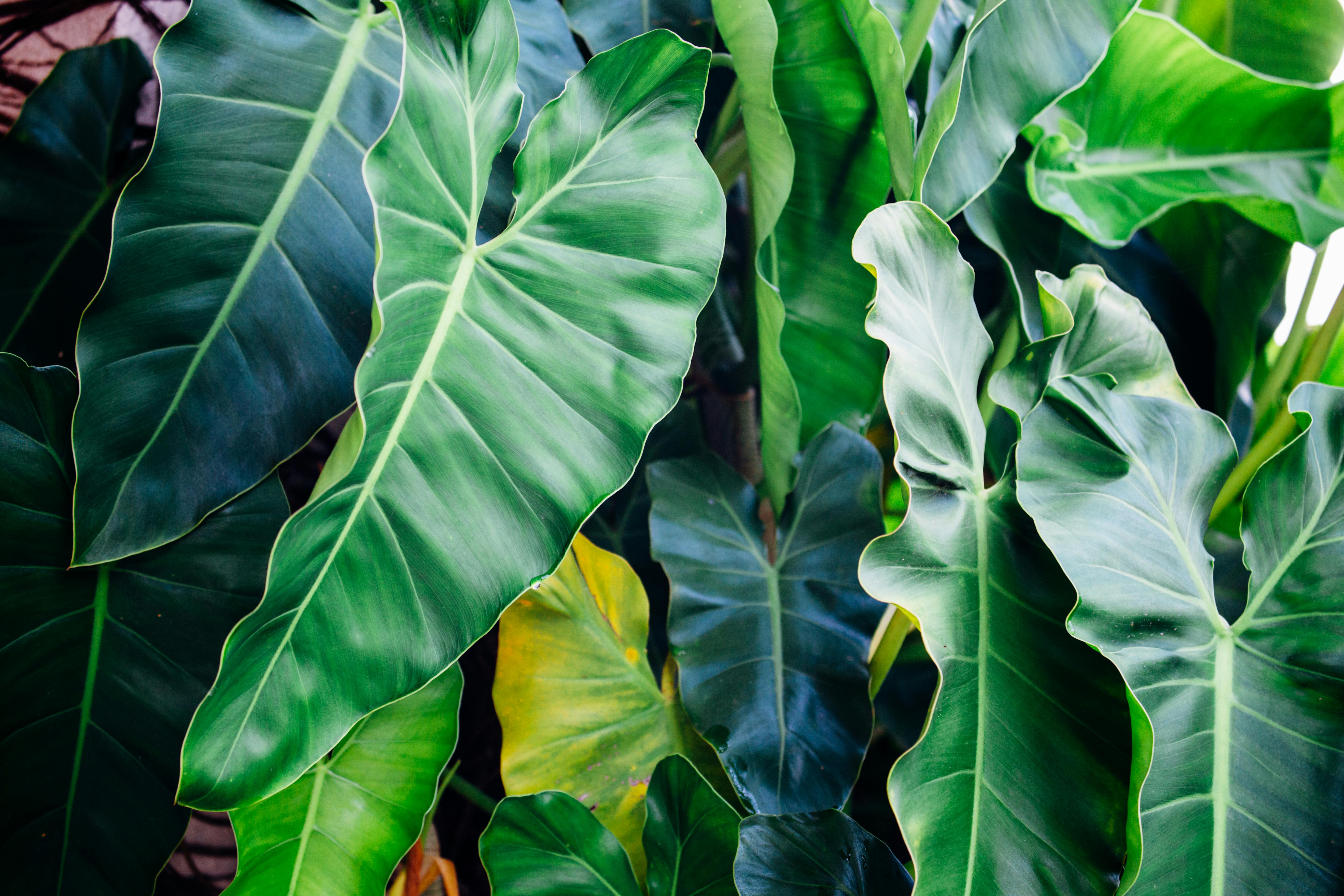 Close-Up Photo of Taro Plant · Free Stock Photo