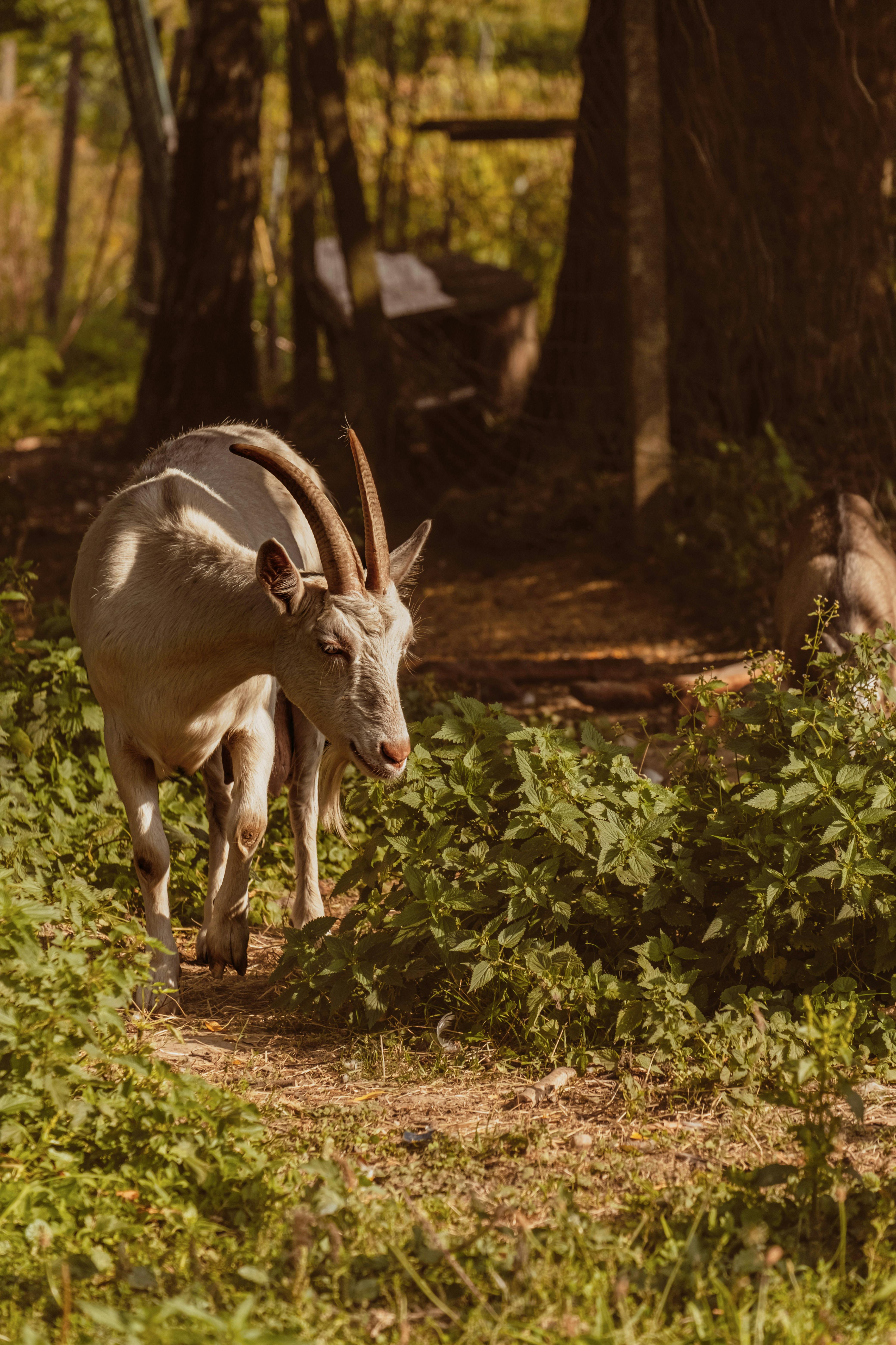 White Goat foraging in Sunlit Forest Path · Free Stock Photo