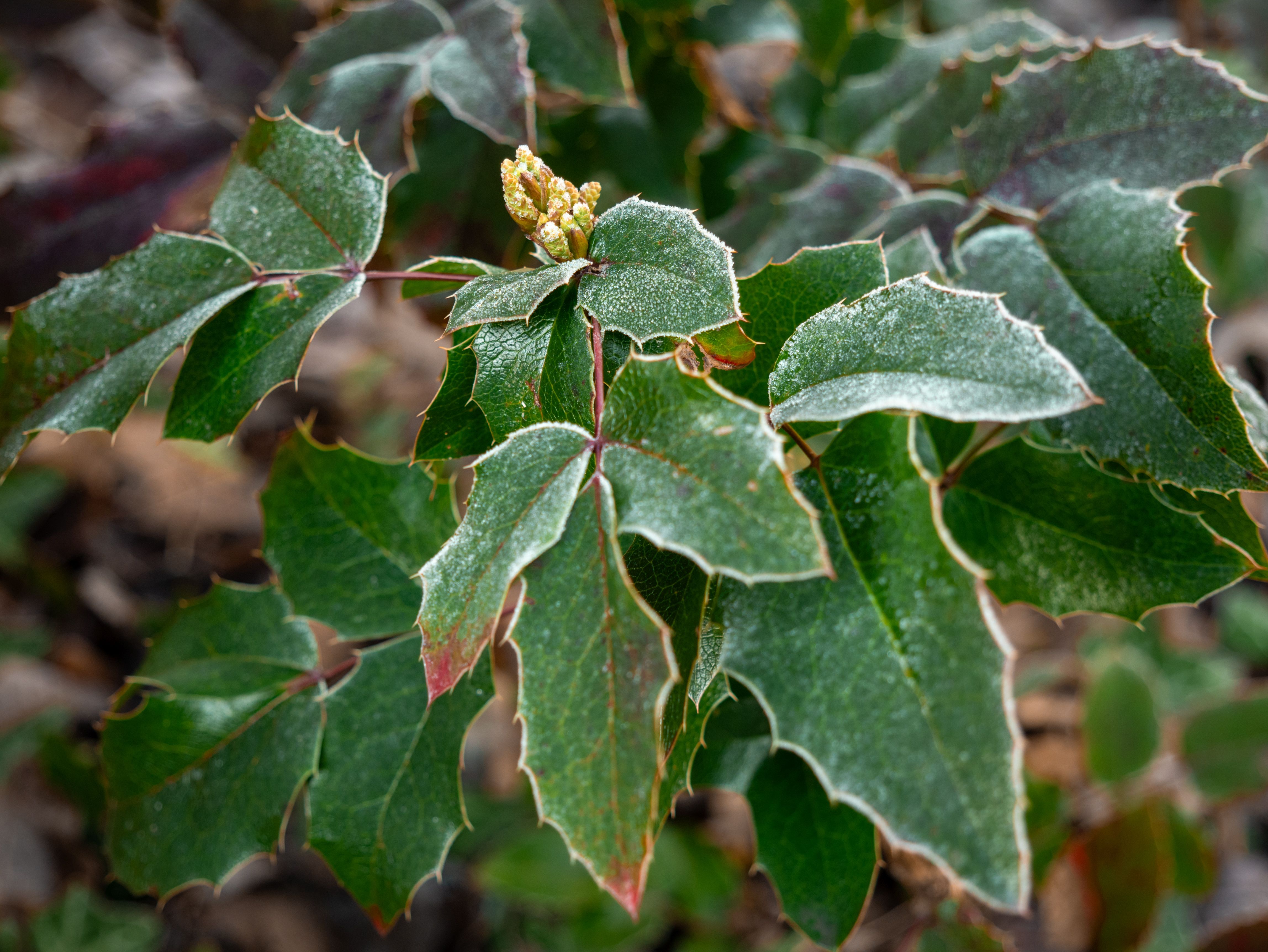 Close-up of Frosty Leaf with Budding Flower · Free Stock Photo