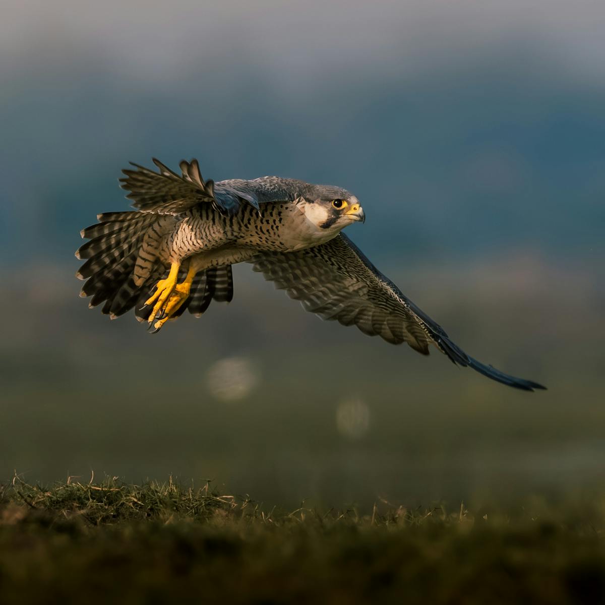 Peregrine Falcon Photos, Download The BEST Free Peregrine Falcon Stock ...