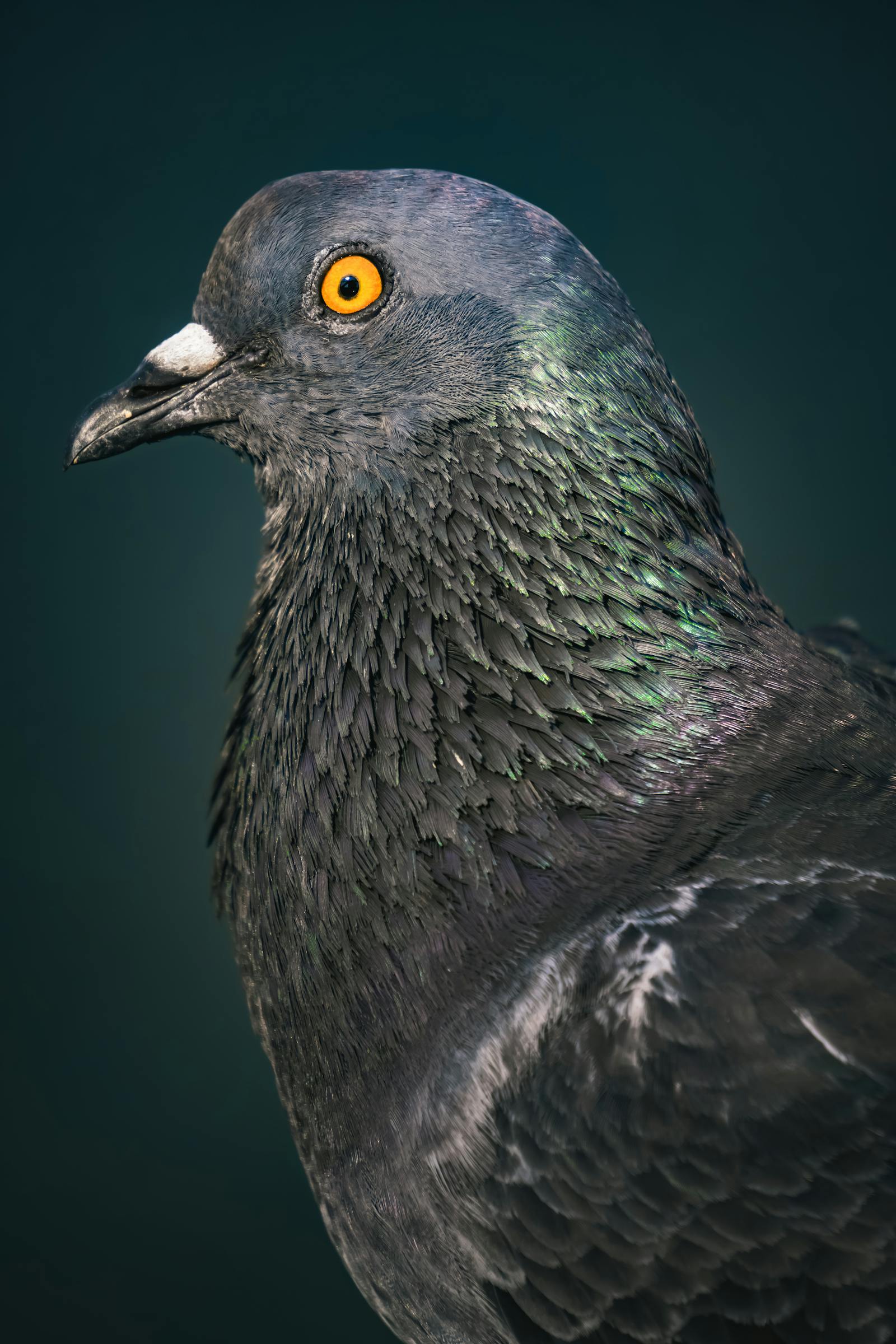 Pigeon Side View Photos, Download The BEST Free Pigeon Side View Stock ...