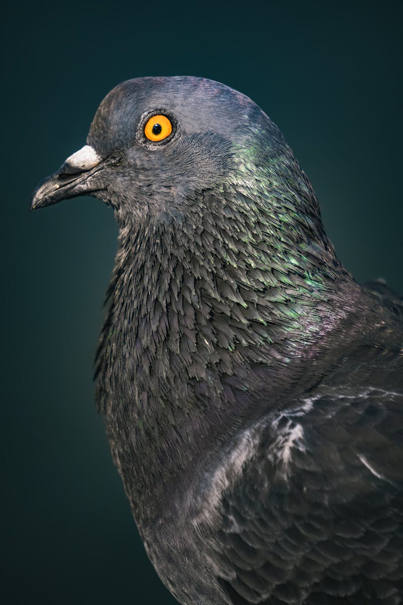 Pigeon Side View Photos, Download The BEST Free Pigeon Side View Stock ...