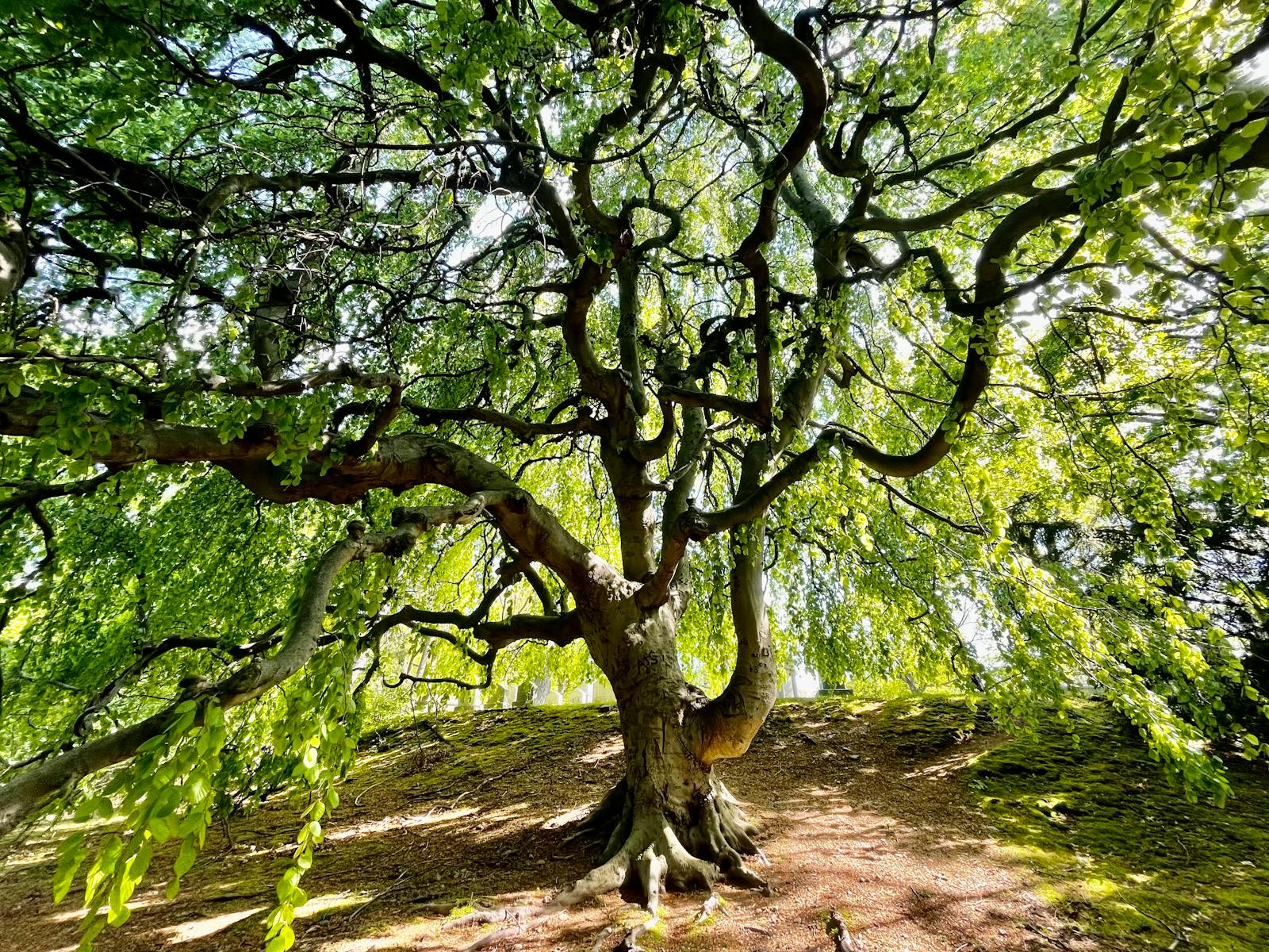 Image Of Tree With Roots Photos, Download The BEST Free Image Of Tree ...