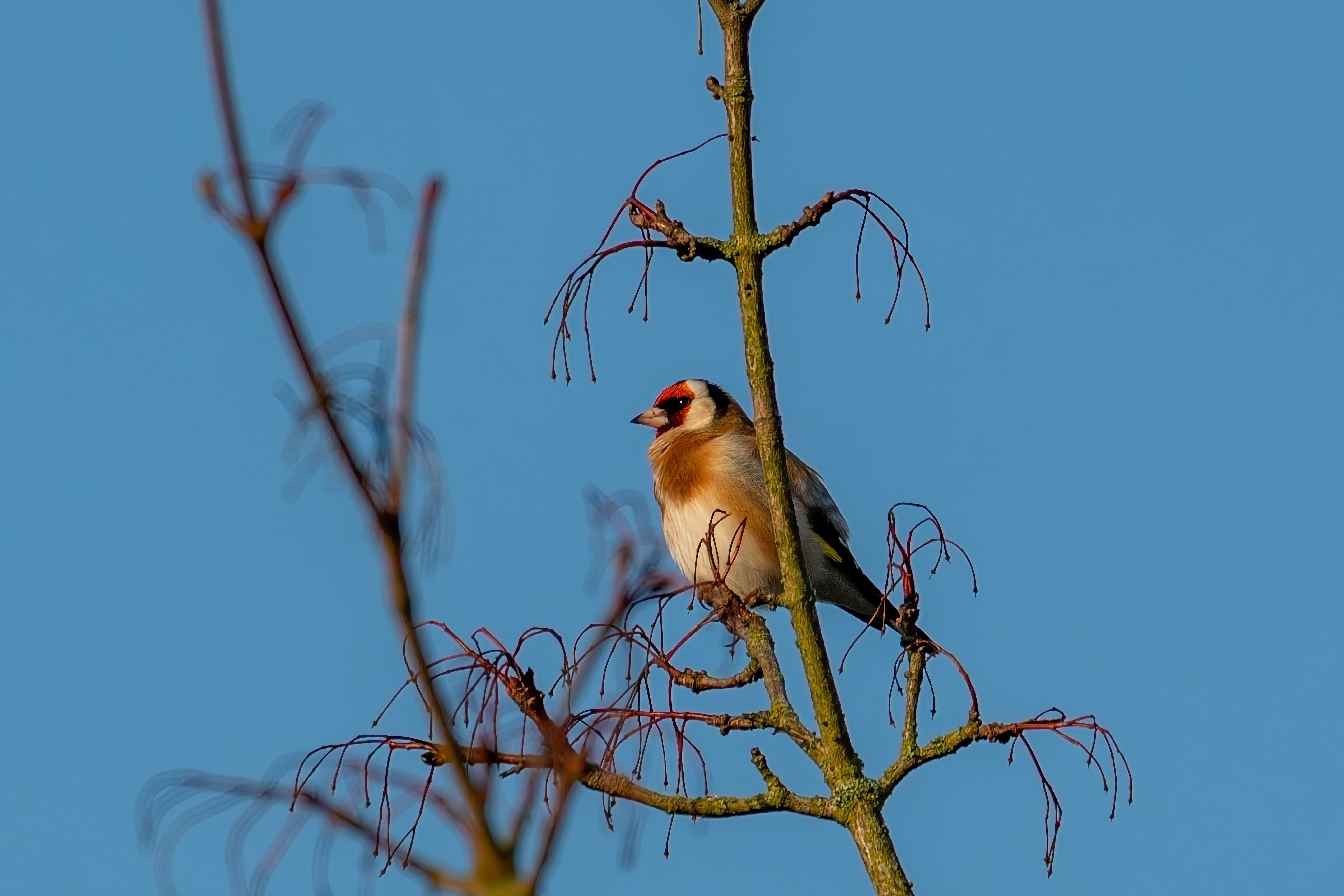European Goldfinch Perched on a Tree Branch in Spring · Free Stock Photo