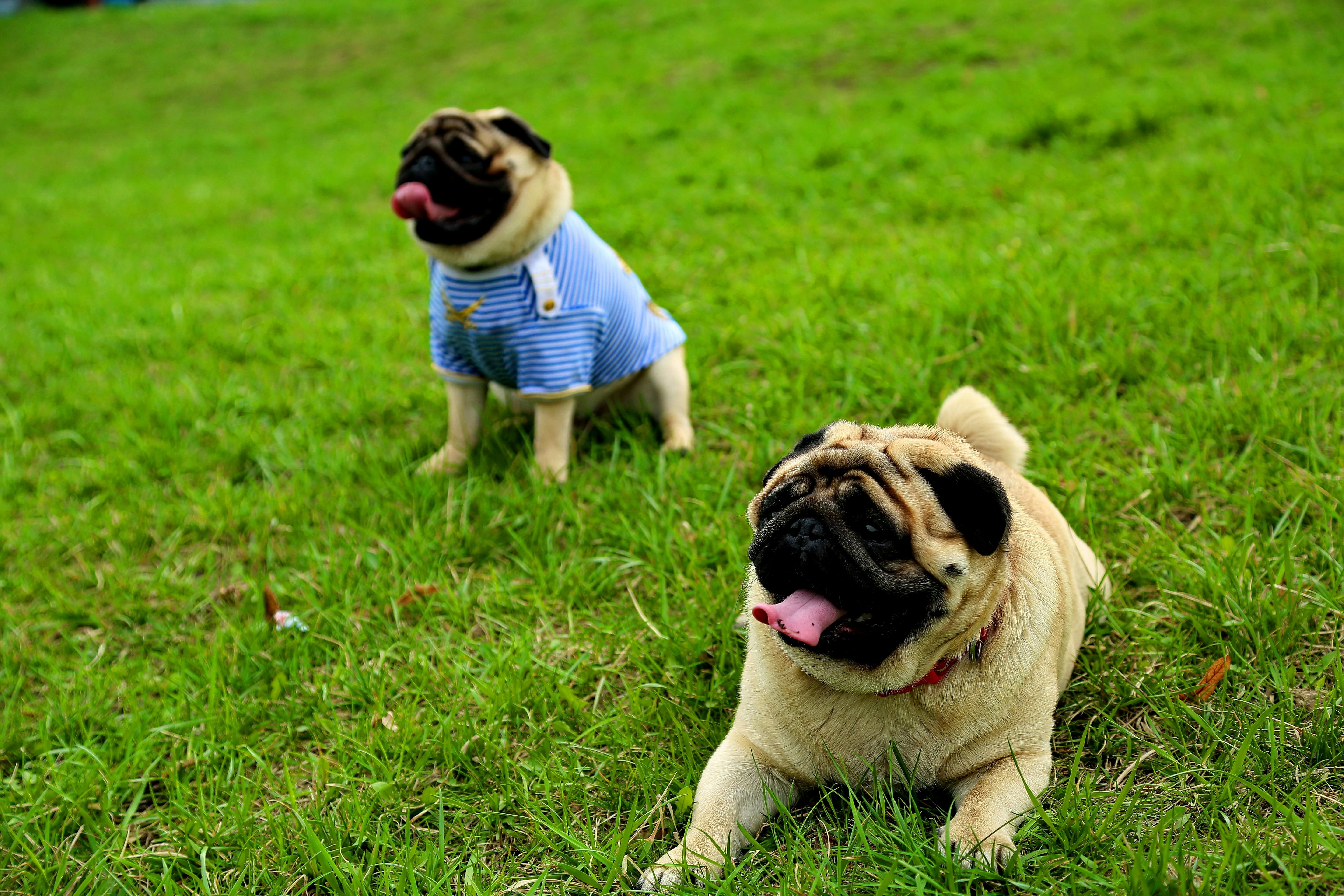 Two Adorable Pugs Relaxing on Green Grass · Free Stock Photo