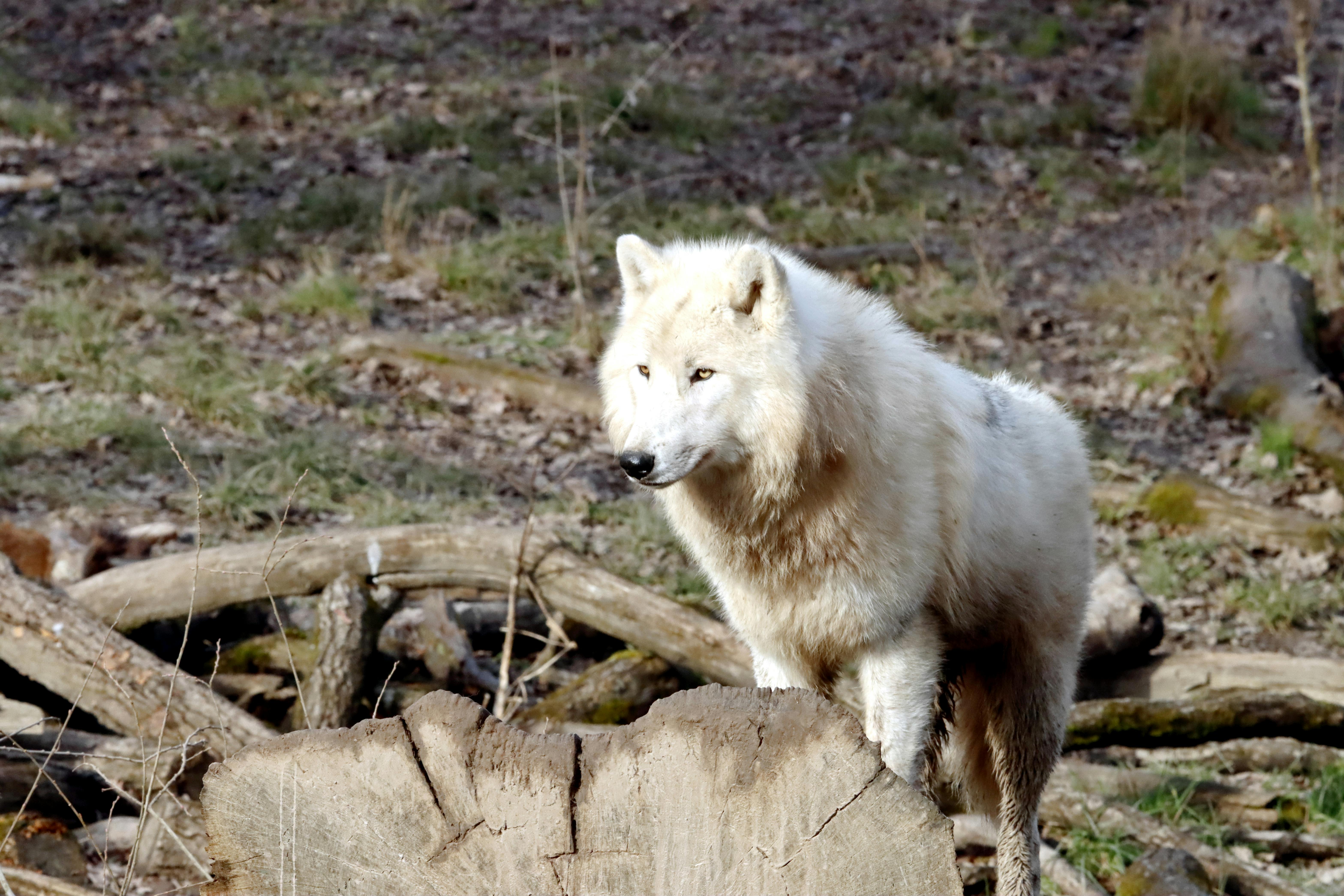 Majestic Arctic Wolf in Natural Habitat · Free Stock Photo