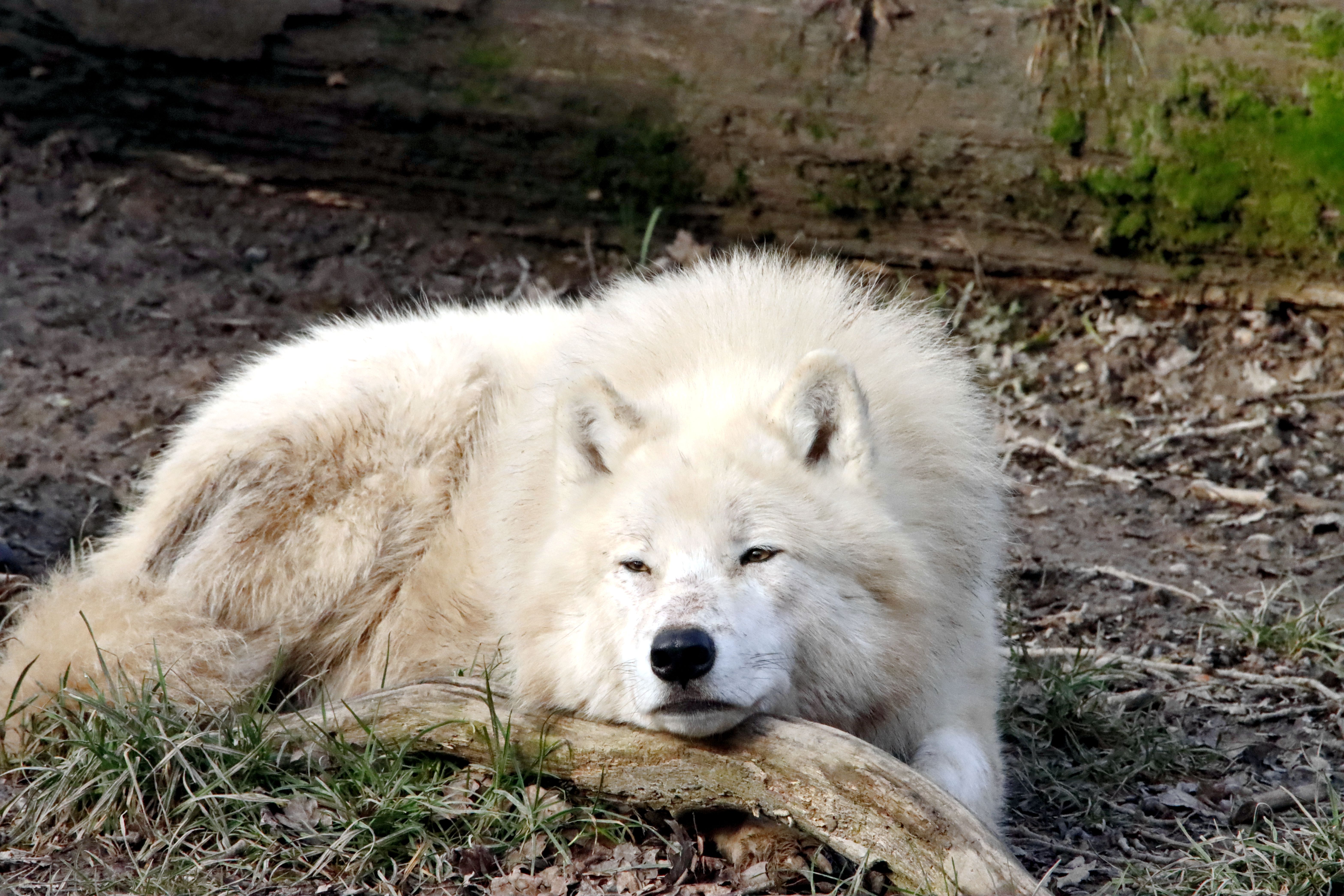 Majestic Arctic Wolf Resting in Natural Habitat · Free Stock Photo