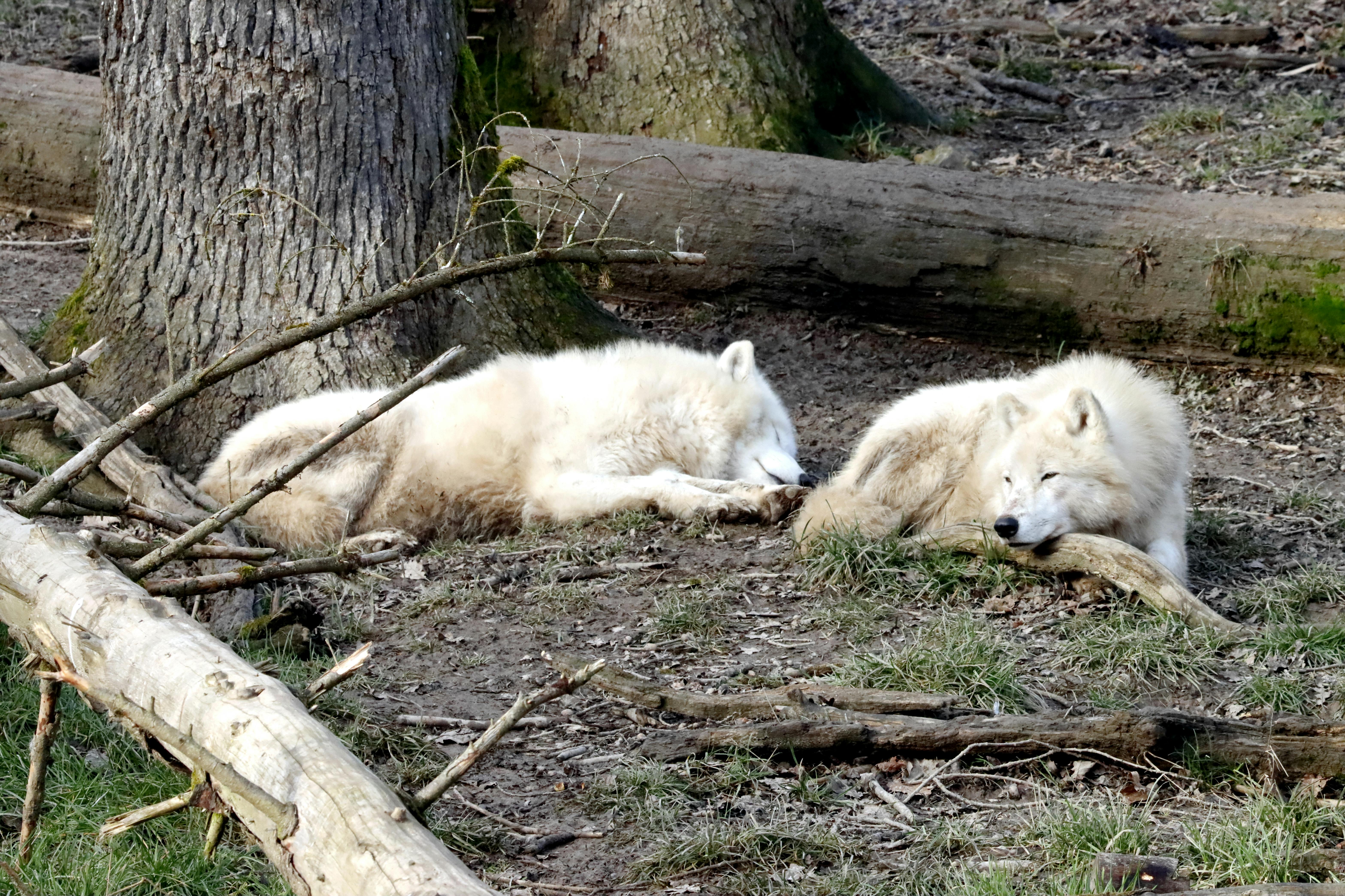 Two Sleeping Arctic Wolves in Forest Setting · Free Stock Photo