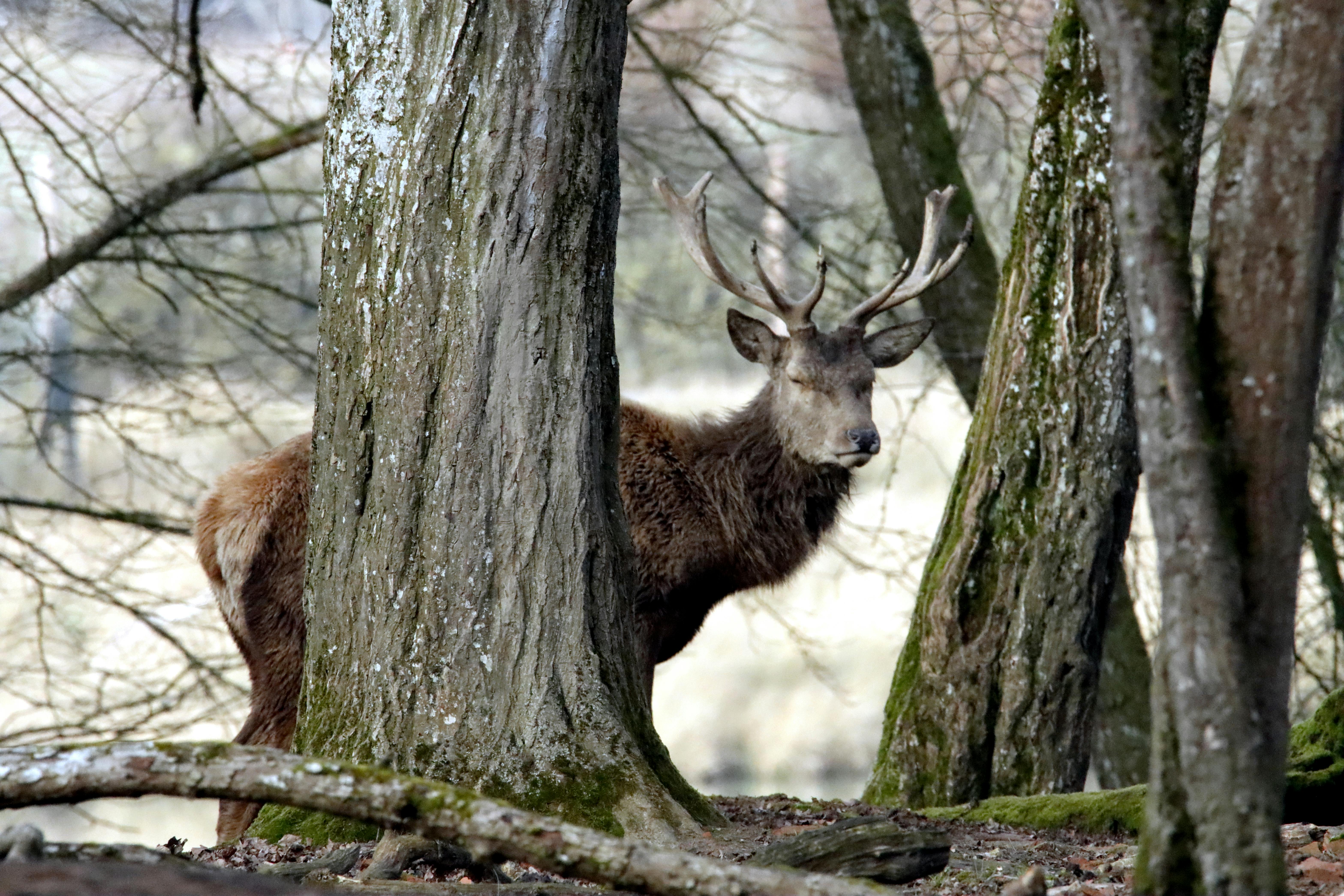 Stag Siddende Photos, Download The BEST Free Stag Siddende Stock Photos ...