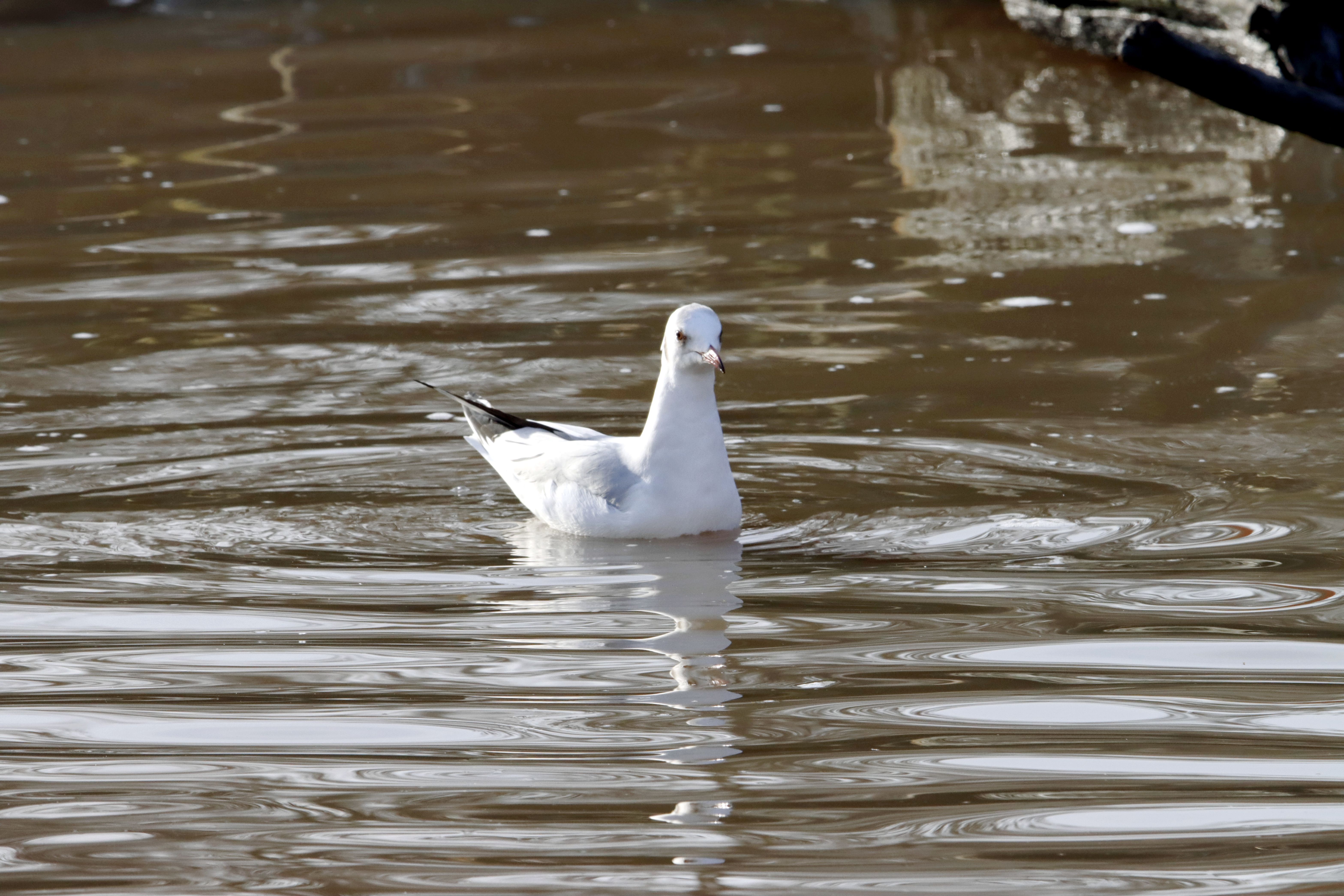 Seagull Floating on Calm Water Surface · Free Stock Photo