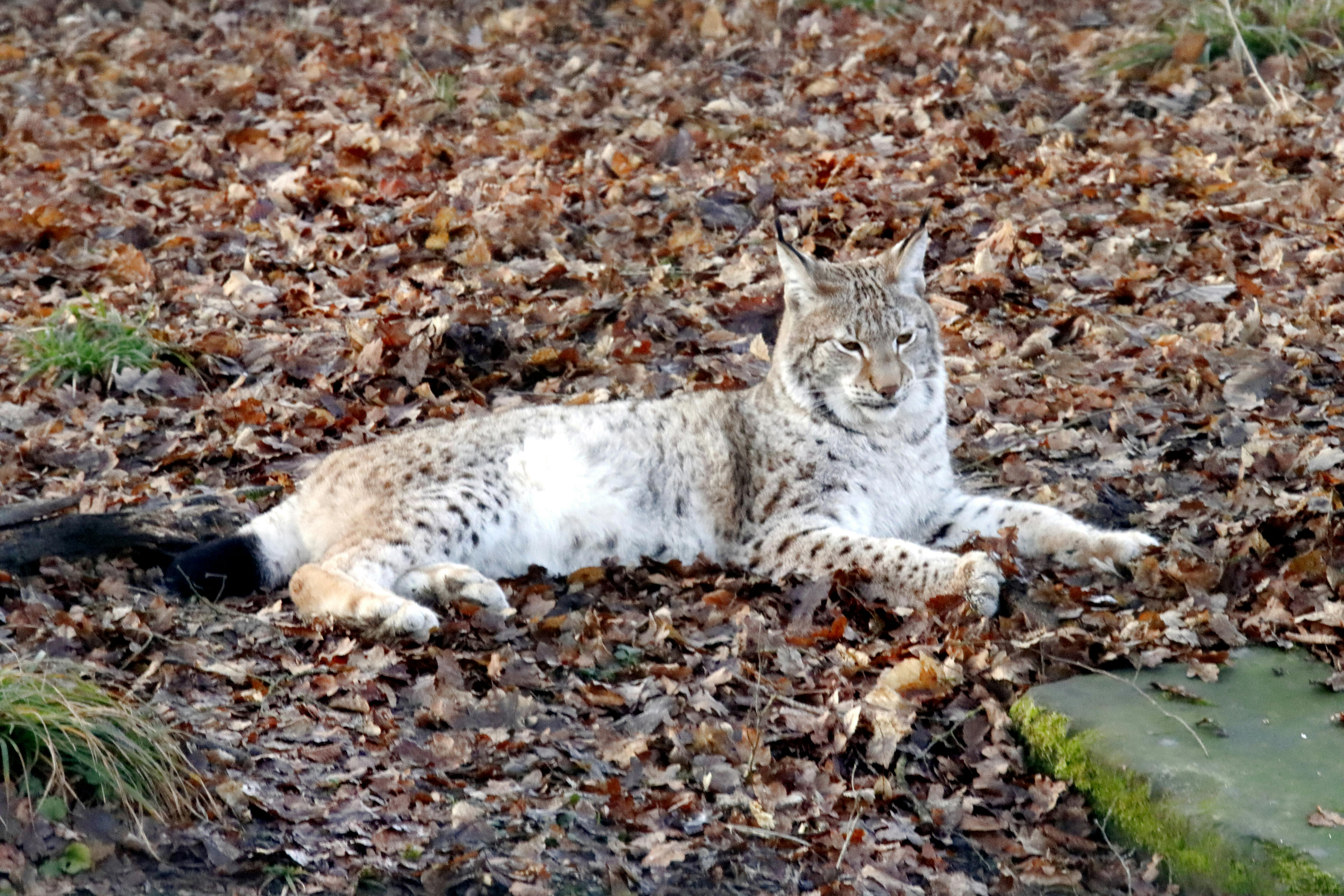 Ảnh có sẵn miễn phí về bảo tồn động vật, bụi cây, chân dung linh miêu ...