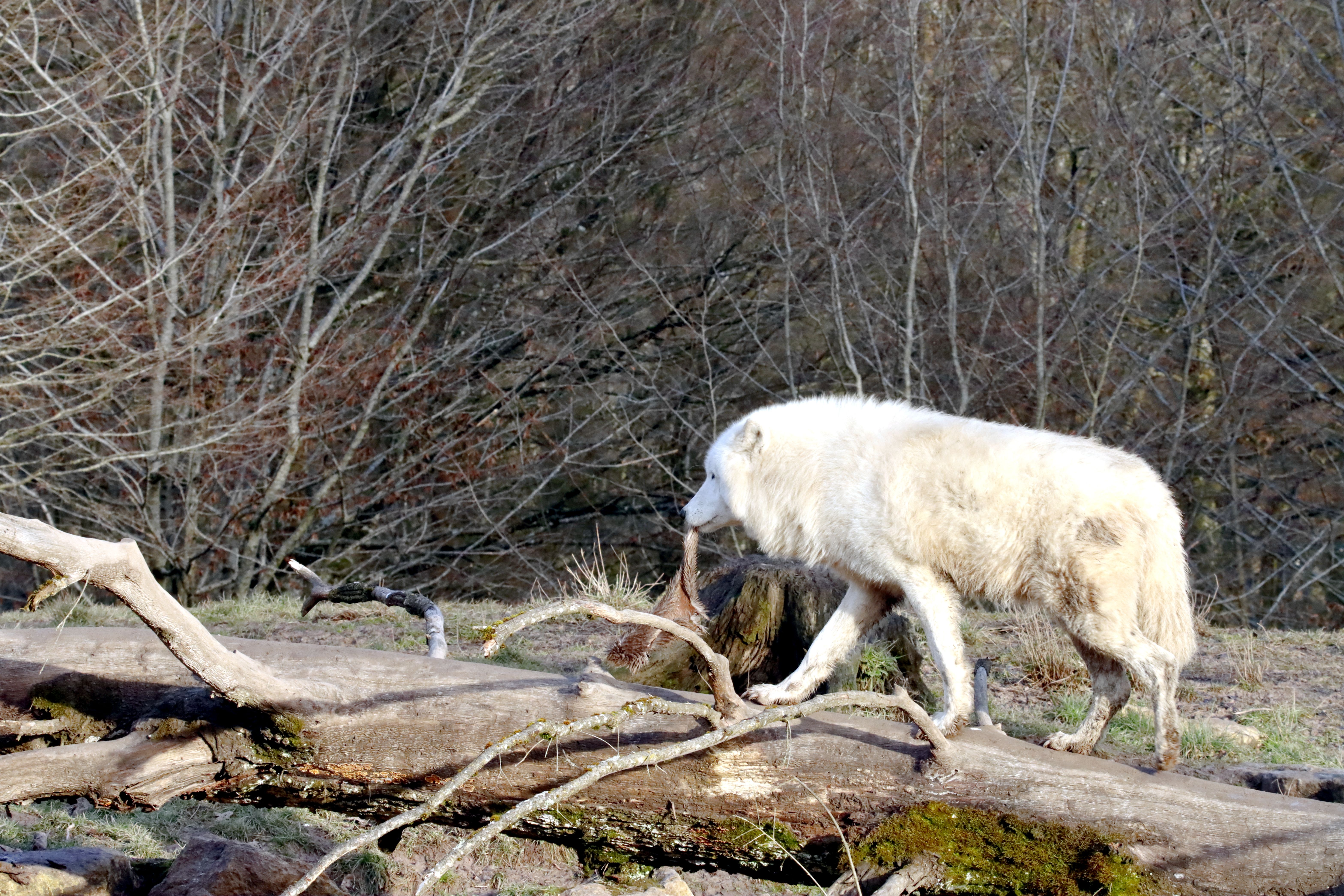 Majestic White Wolf in Natural Habitat · Free Stock Photo