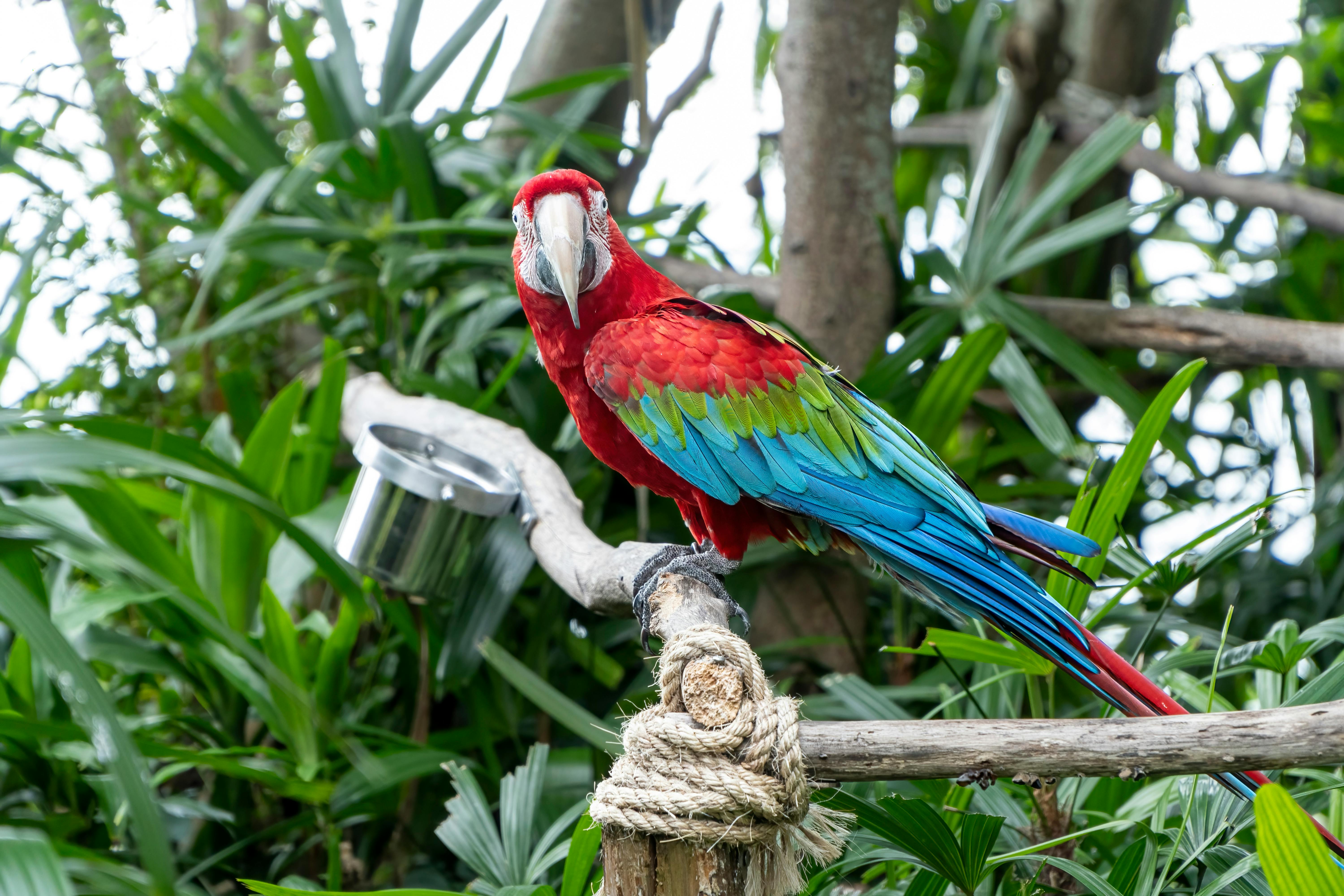 Scarlet Macaw in Lush Tropical Rainforest Setting · Free Stock Photo