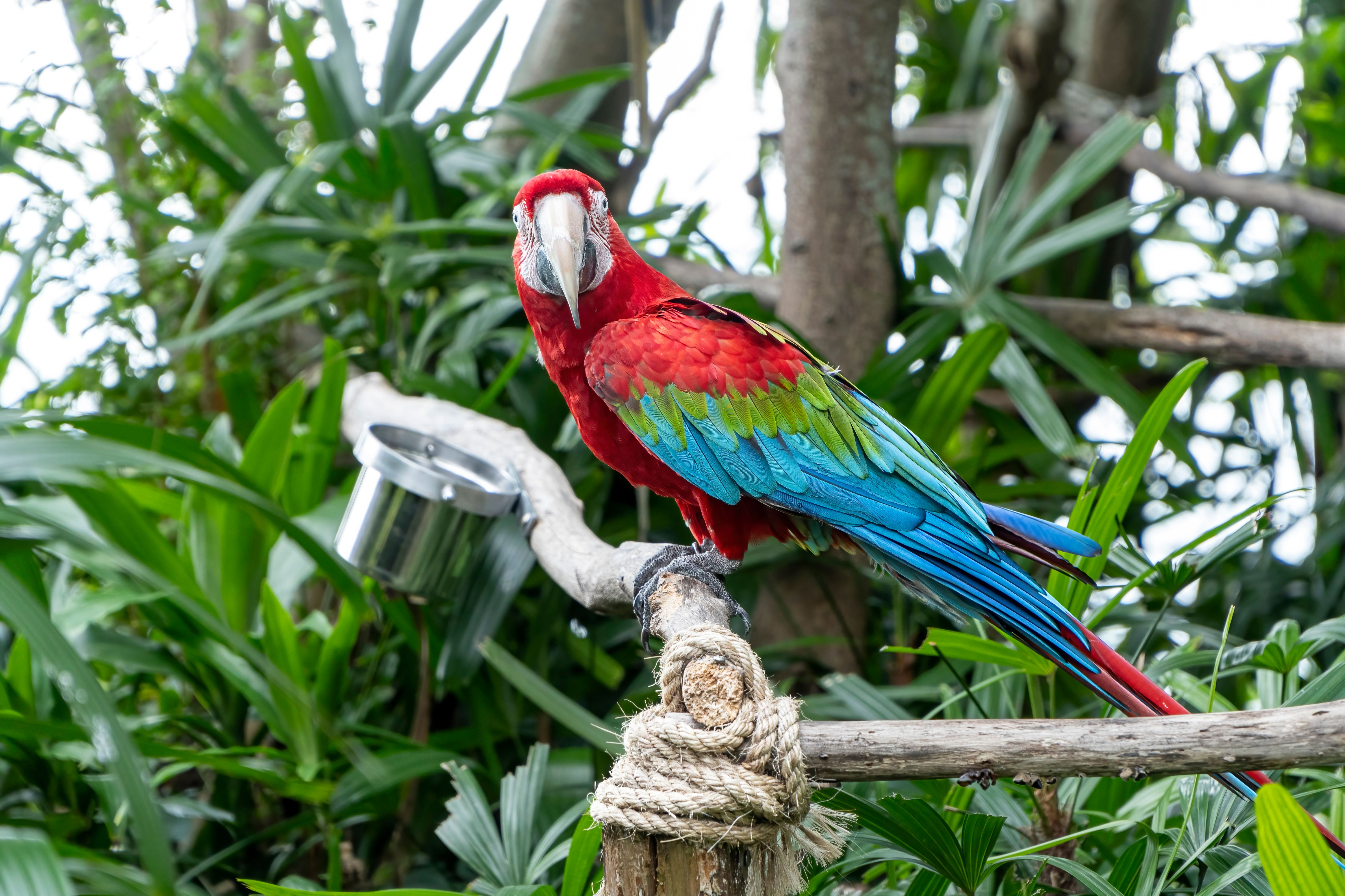 Scarlet Macaw in Lush Tropical Rainforest Setting · Free Stock Photo