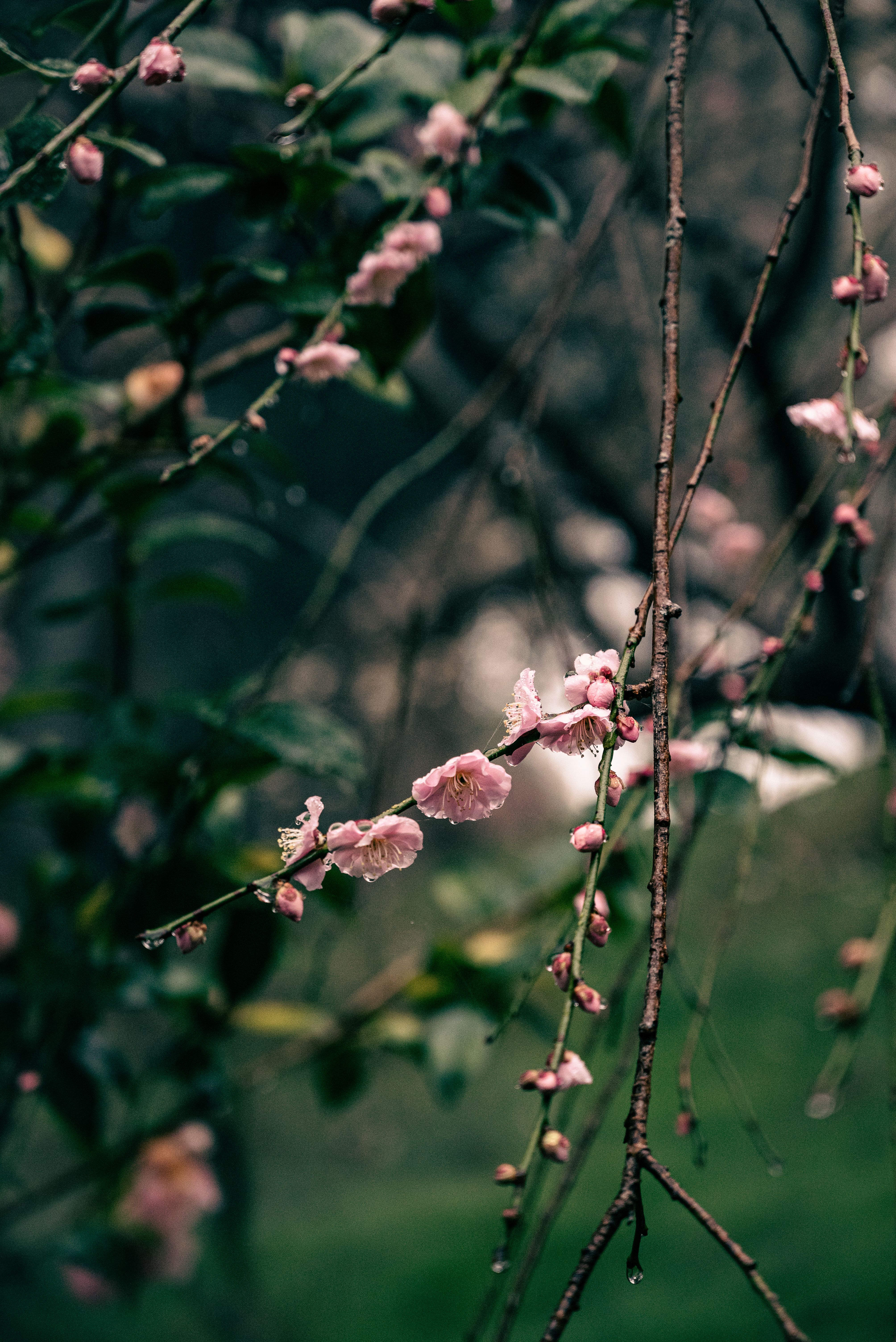 Taiwan Flowers Photos, Download The BEST Free Taiwan Flowers Stock ...