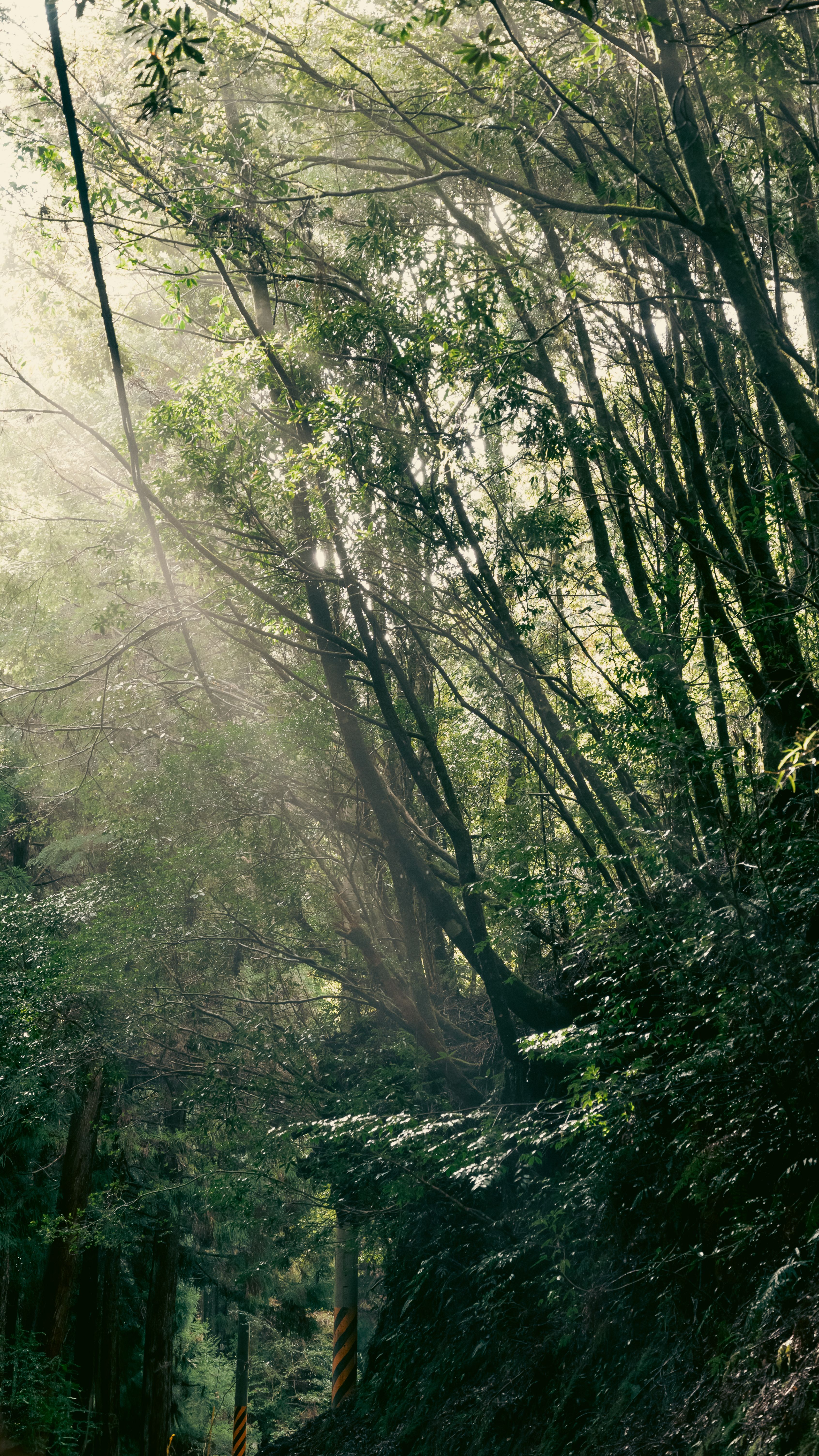 Taiwanese Forest Photos, Download The BEST Free Taiwanese Forest Stock ...