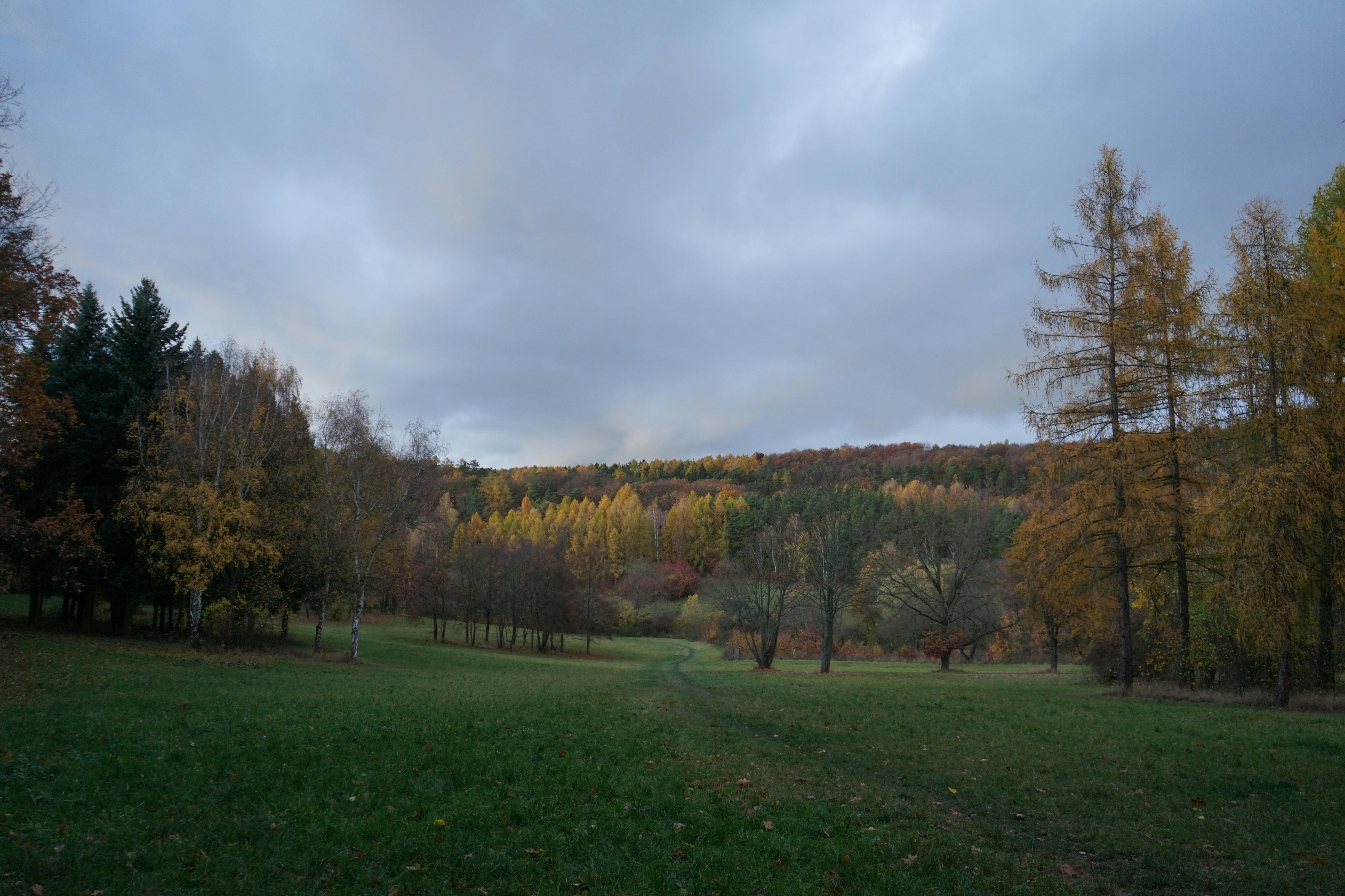 Serene Autumn Forest Clearing Landscape · Free Stock Photo