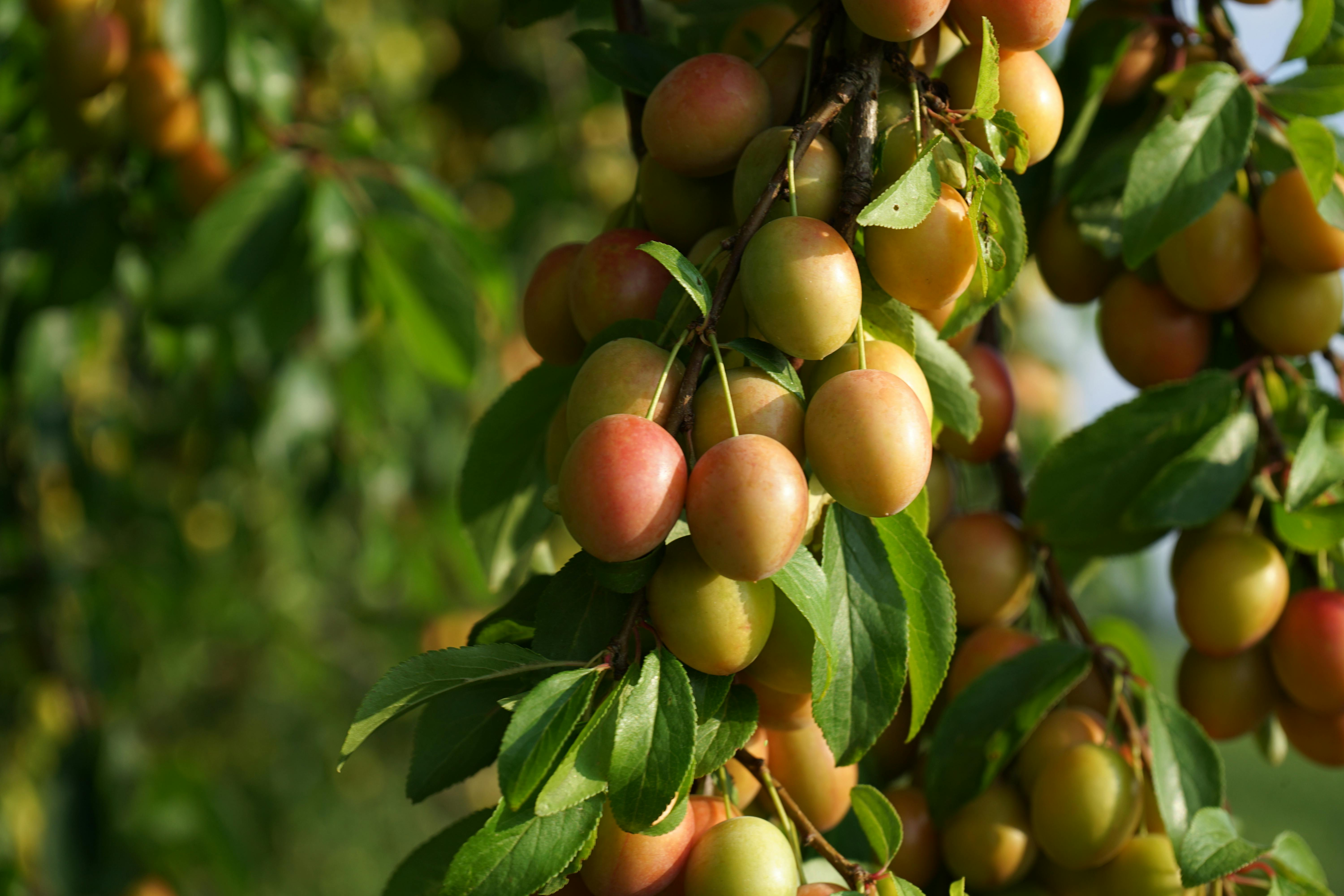 Ripe Mirabelle Plums on a Tree in Summer · Free Stock Photo