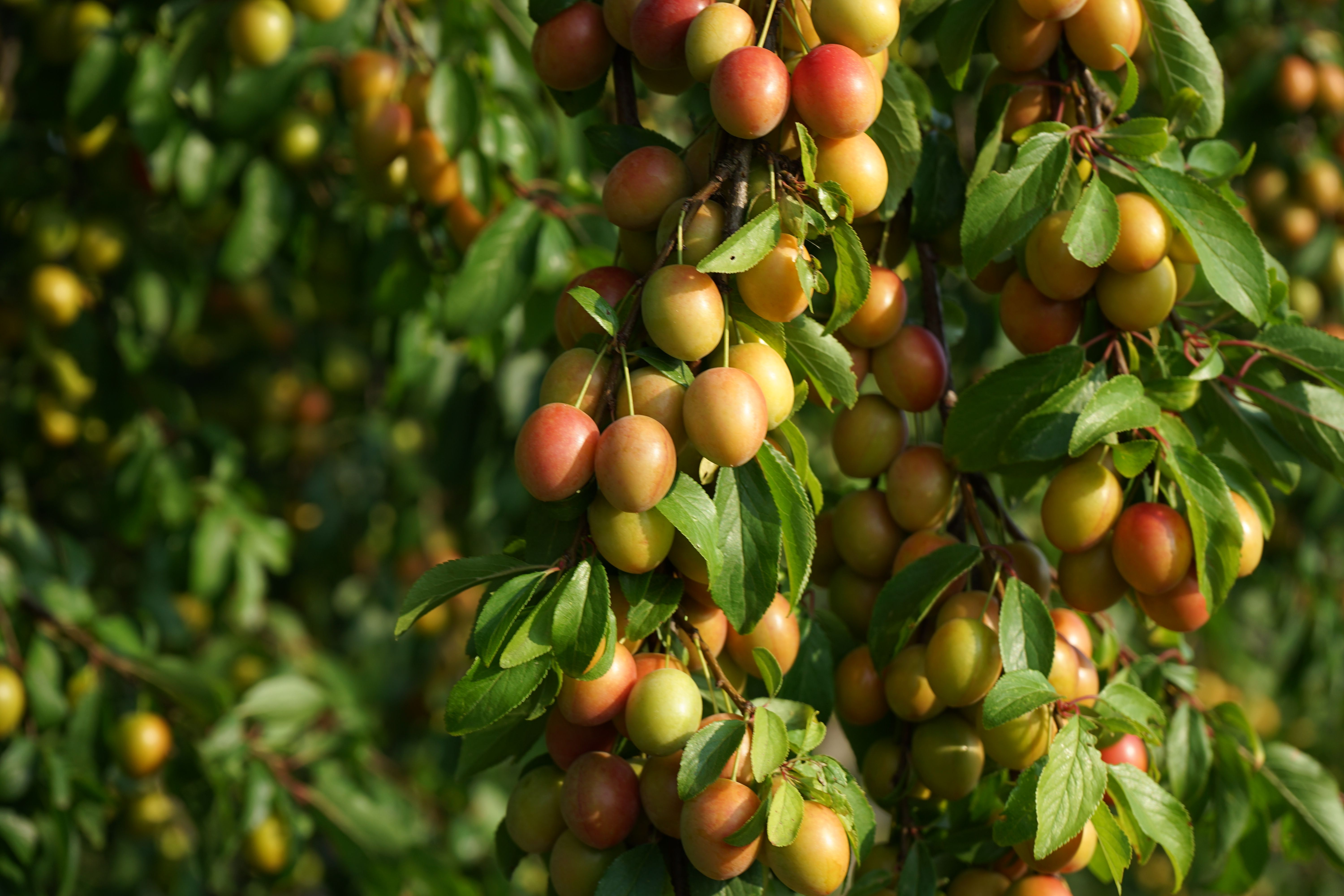 Ciruelas Mirabel · Foto de stock gratuita