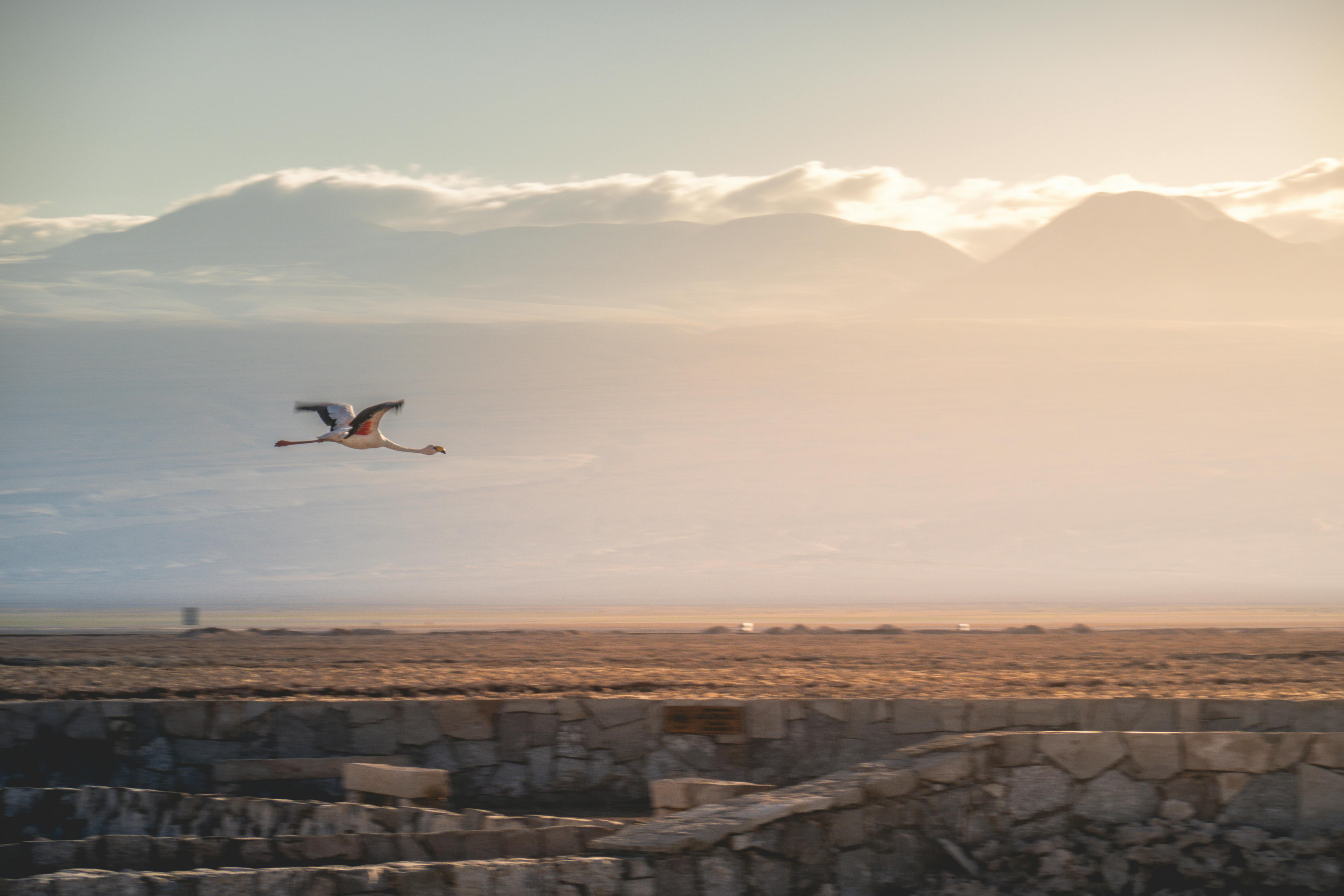 Gracioso Flamenco Volando Sobre El Paisaje De Antofagasta · Foto de ...