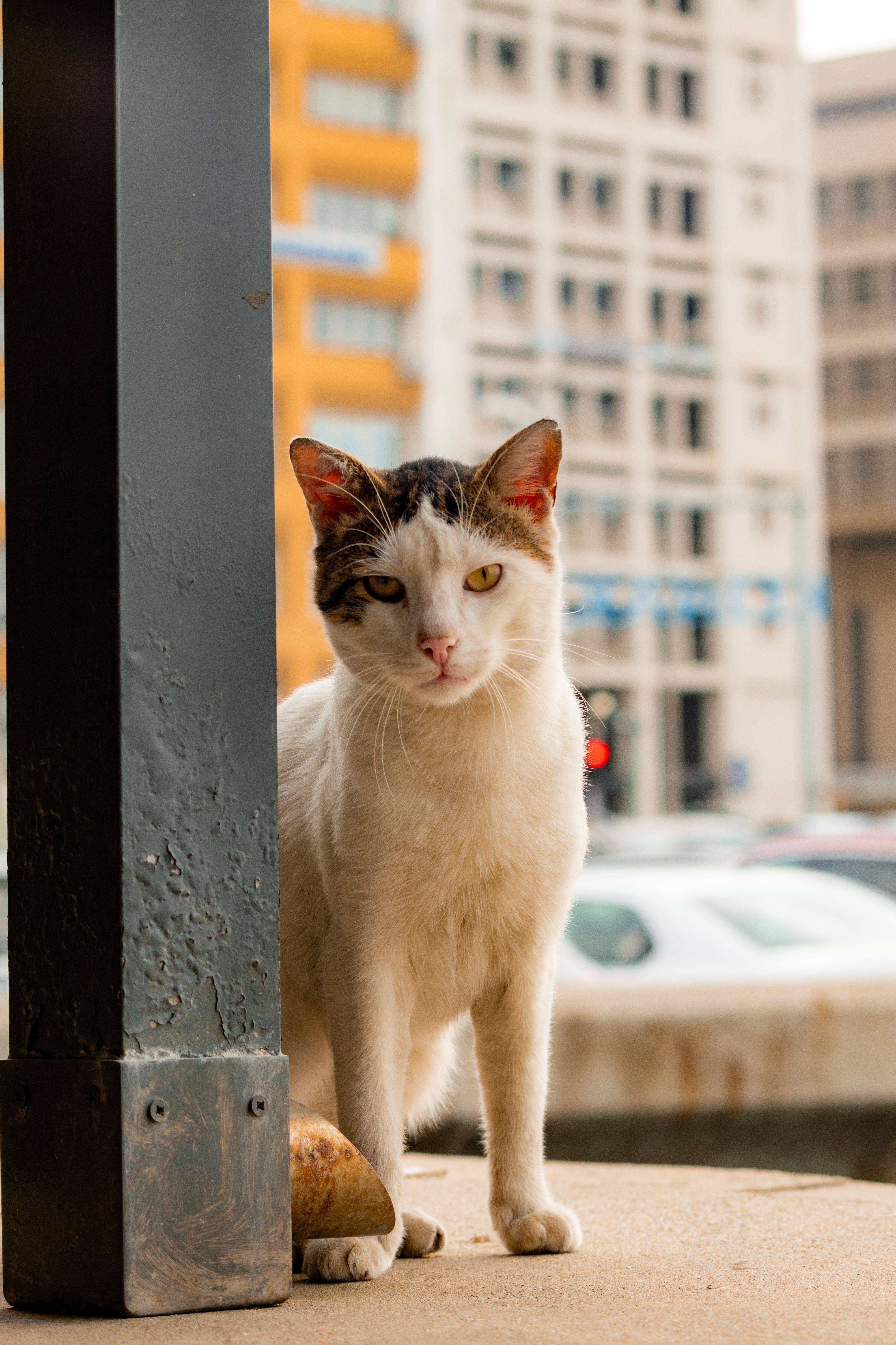 Street Cat in İzmir Against Urban Backdrop · Free Stock Photo