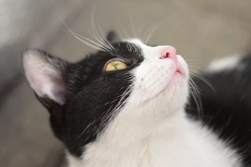 Cat Attitude Photos, Download The BEST Free Cat Attitude Stock Photos ...