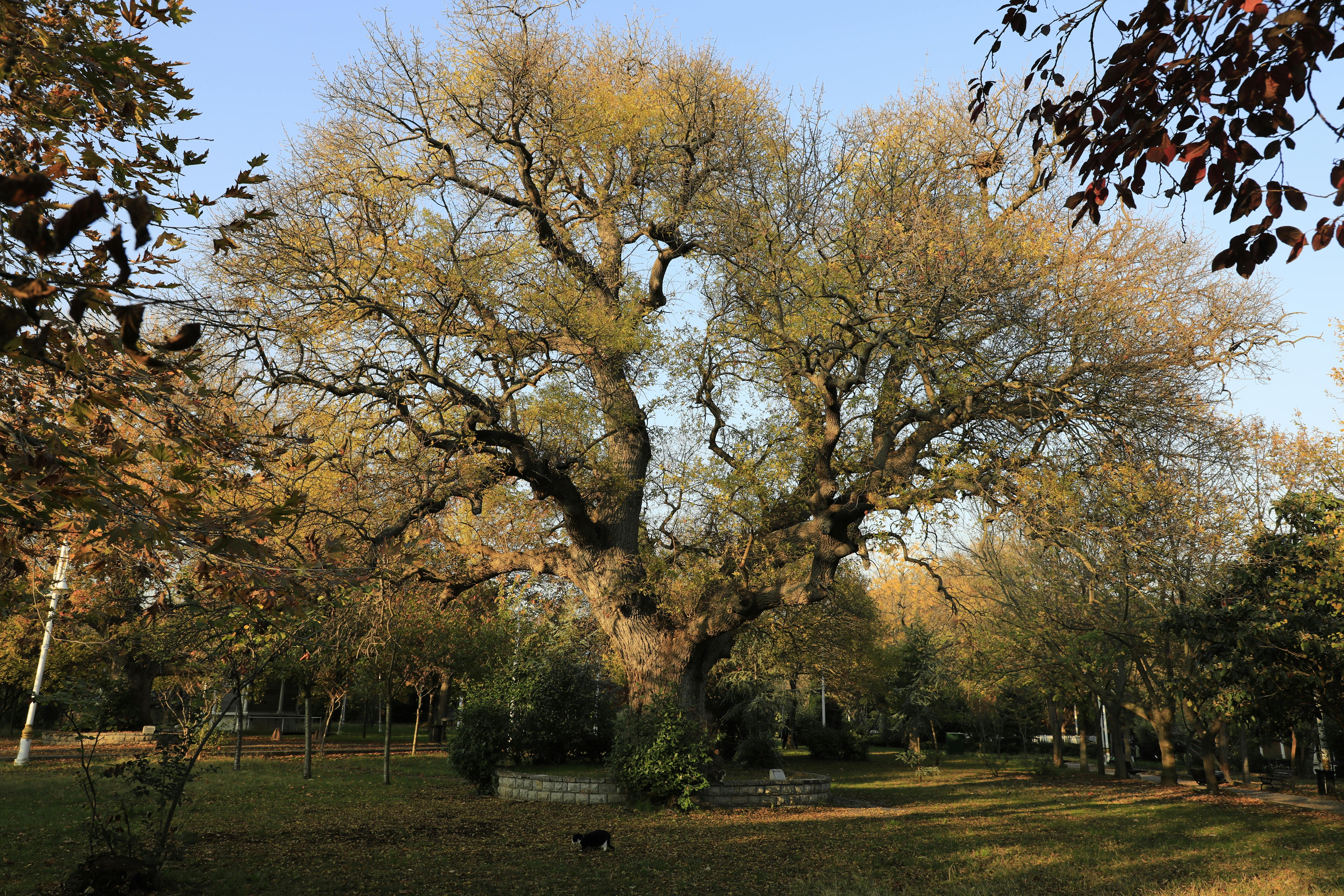 Oak Tree Photos, Download The BEST Free Oak Tree Stock Photos & HD Images