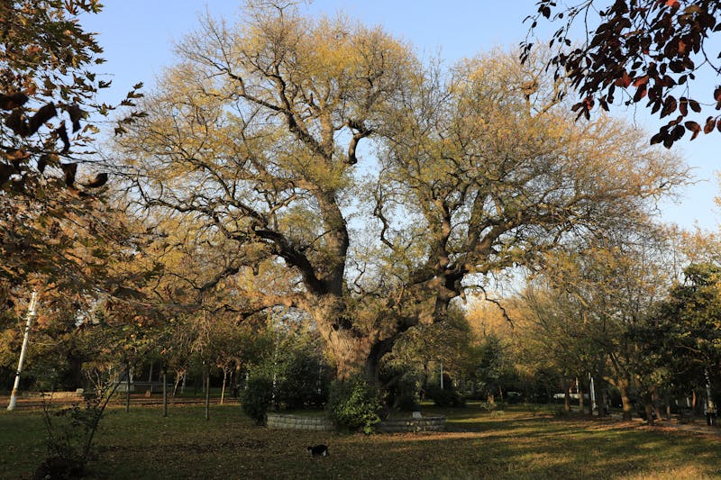 Oak Tree Photos, Download The BEST Free Oak Tree Stock Photos & HD Images