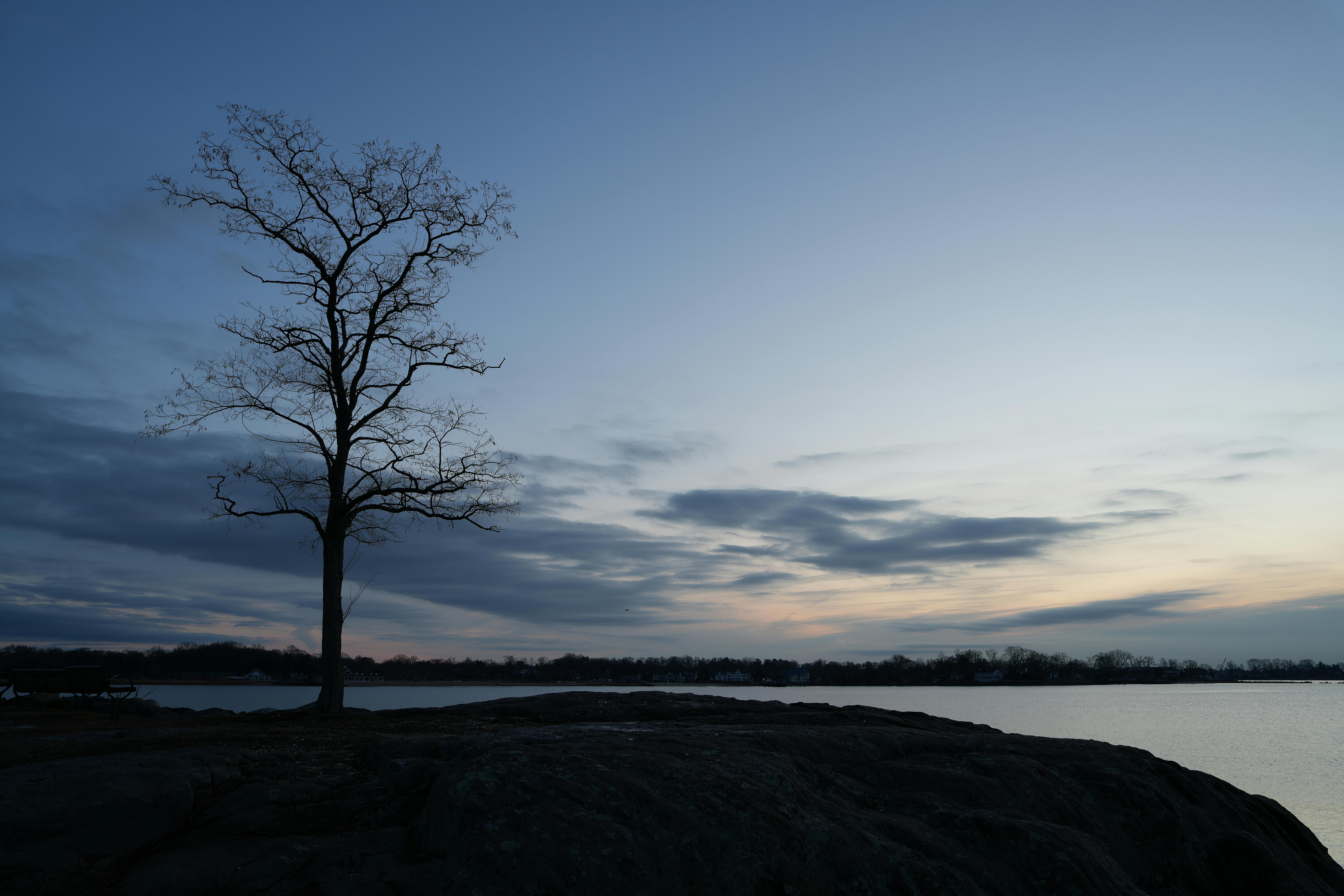 Lone Tree at Twilight by Cove Island Park · Free Stock Photo
