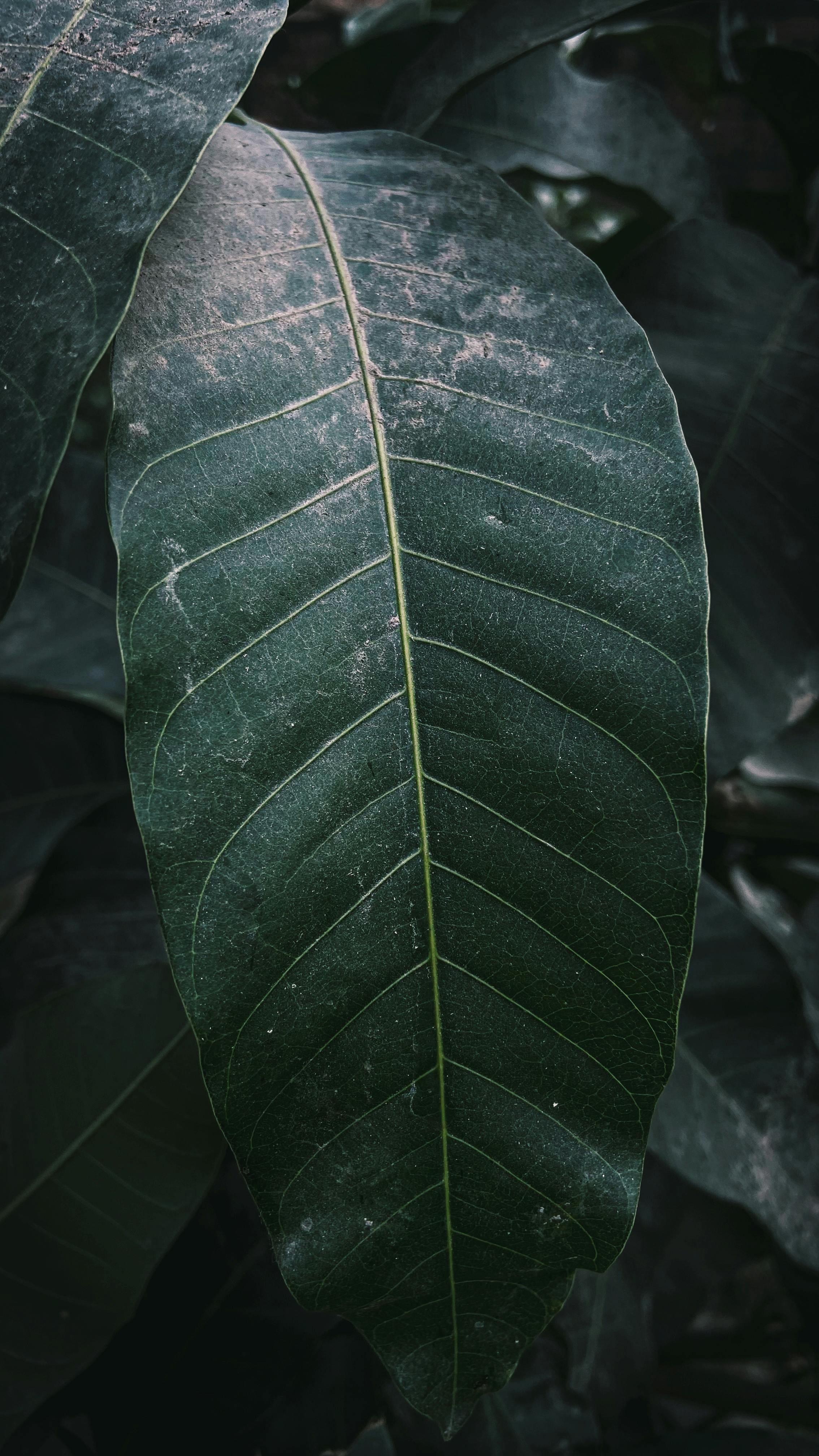 Detailed Close-Up of a Tropical Mango Leaf · Free Stock Photo