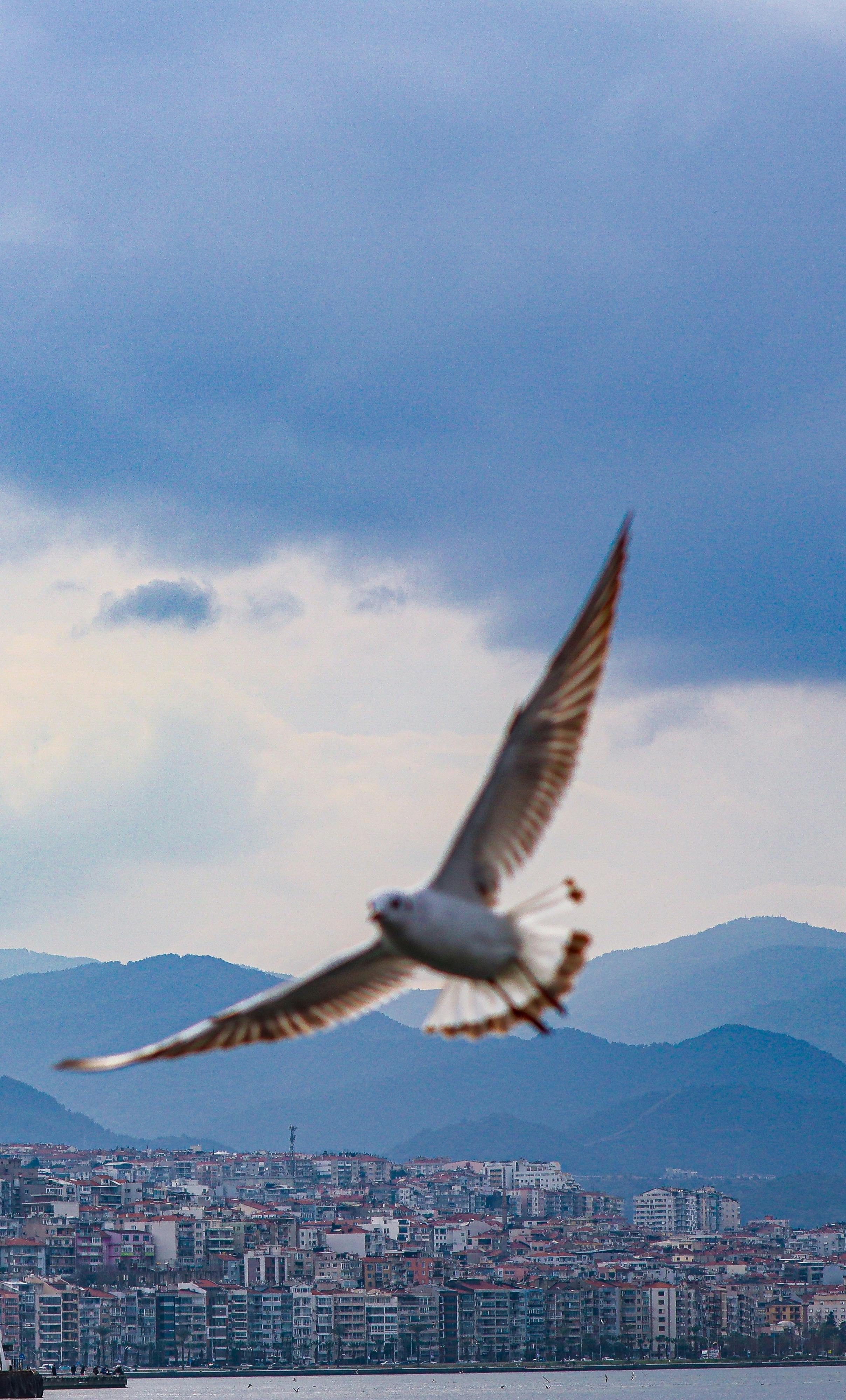 Foto+Cloud Photos, Download The BEST Free Foto+Cloud Stock Photos & HD ...