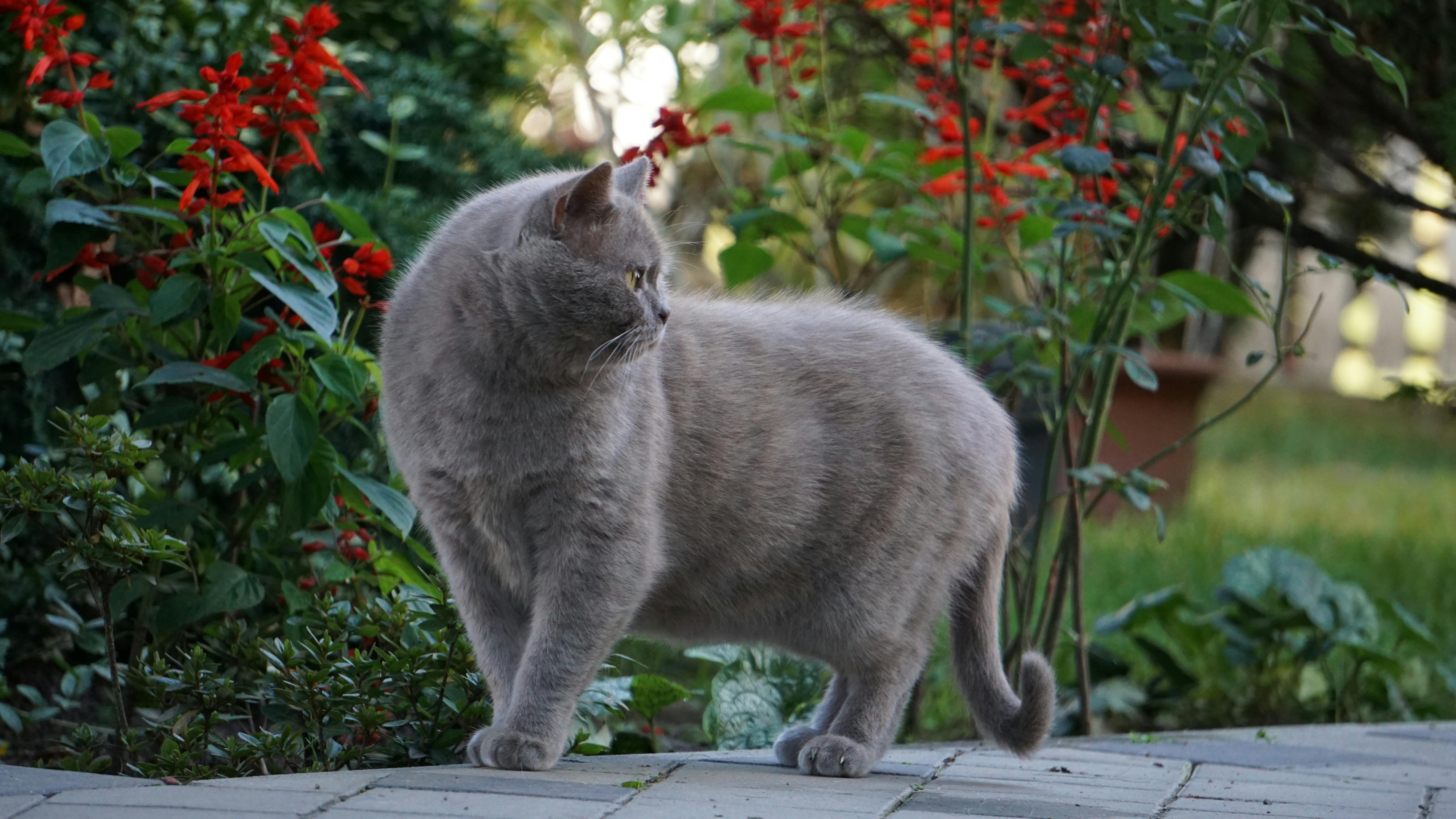 Gray Cat Strolling in a Garden · Free Stock Photo