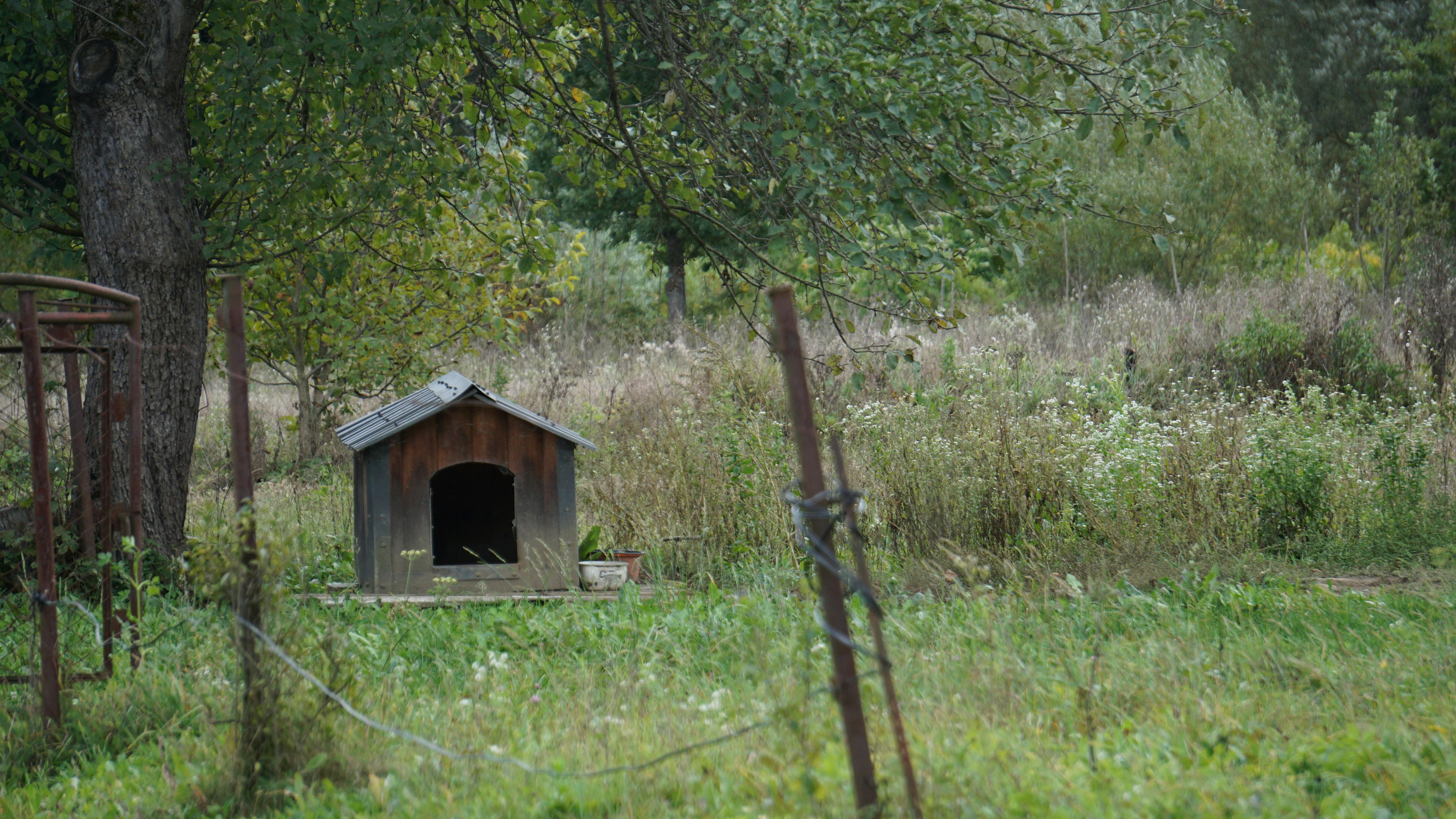 Rustic Dog House in Lush Countryside Setting · Free Stock Photo