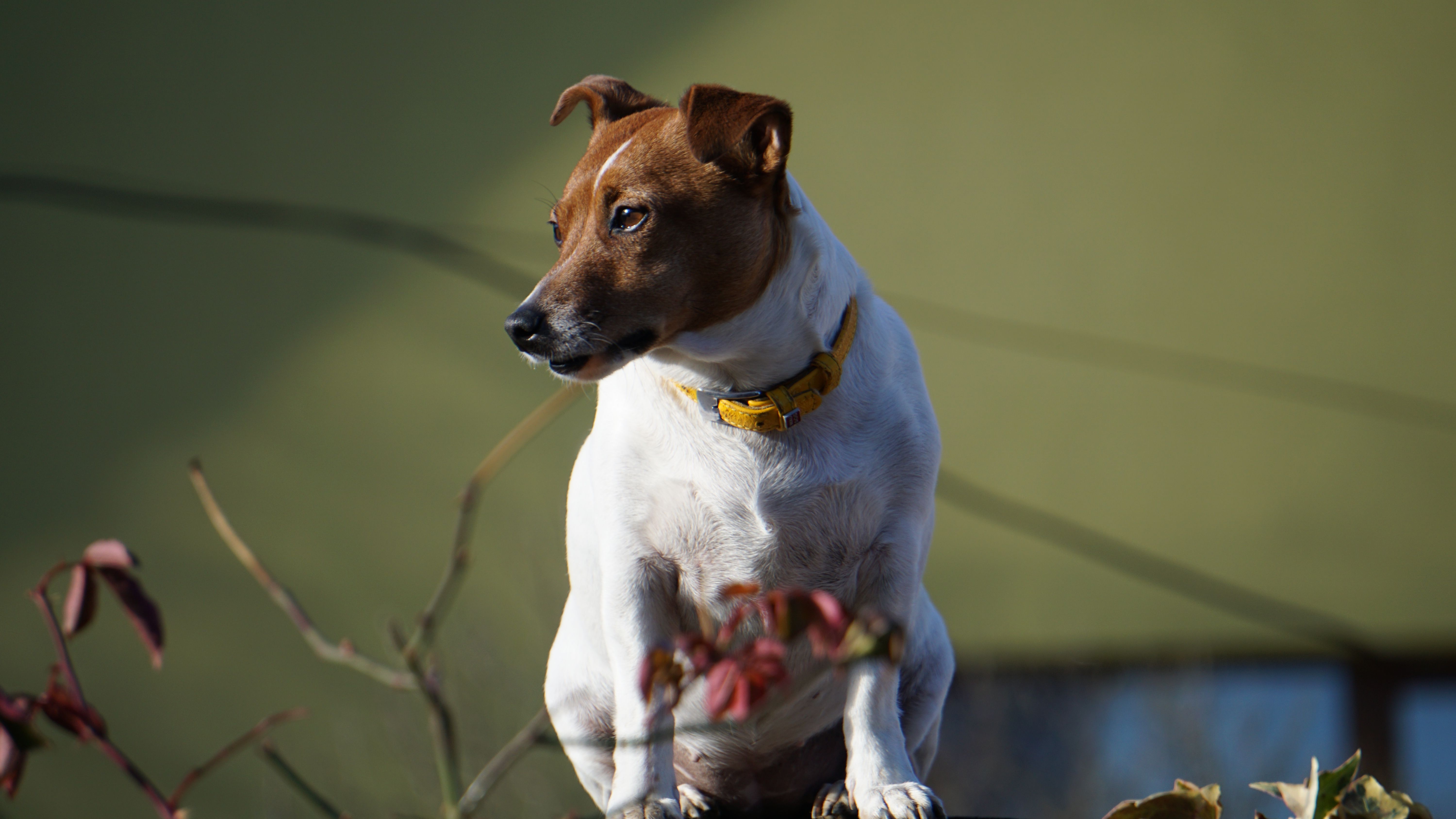 Canine Alert Photos, Download The BEST Free Canine Alert Stock Photos ...