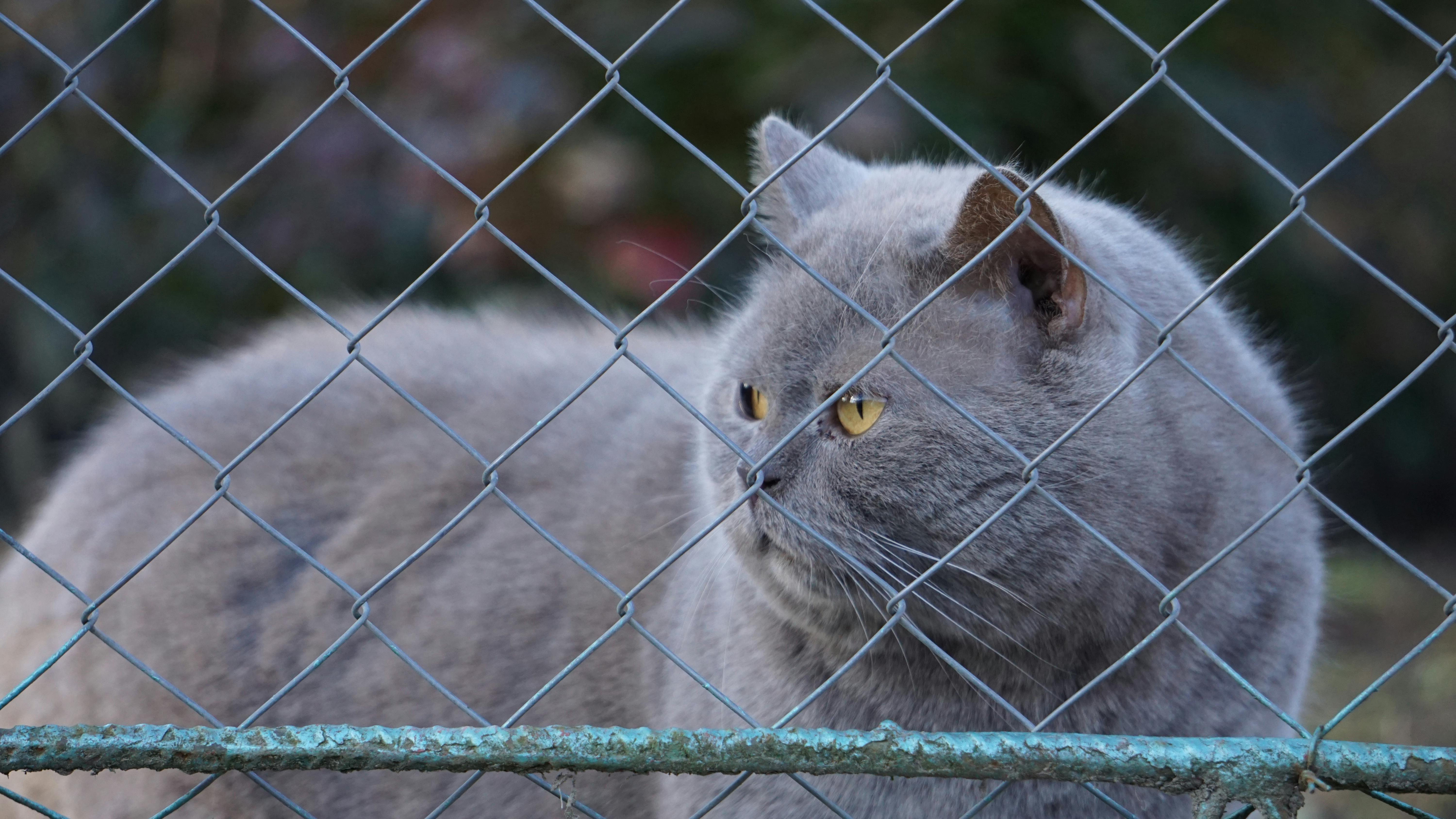 British Shorthair Cat Behind Fence Outdoors · Free Stock Photo