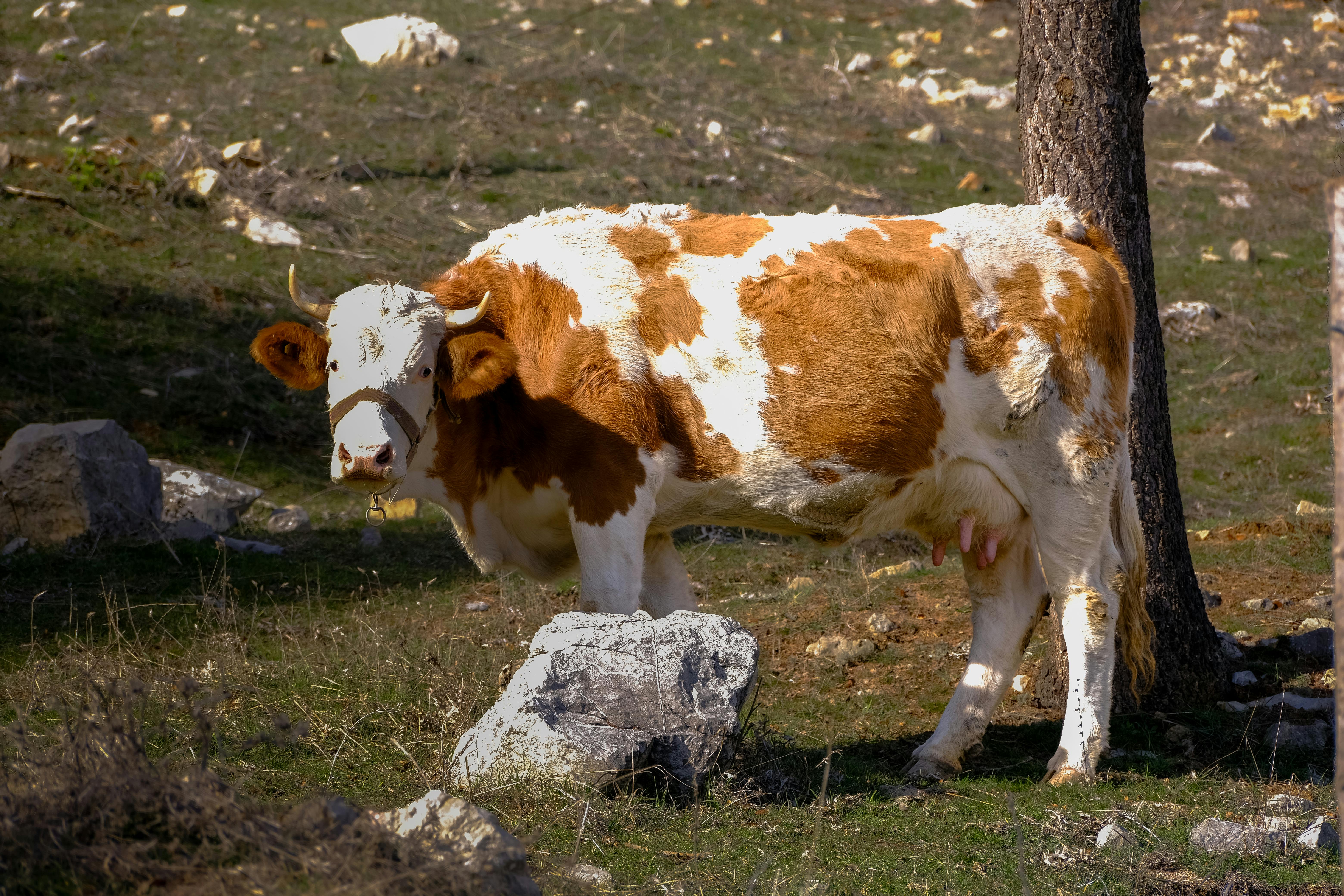 Cow Solar Photos, Download The BEST Free Cow Solar Stock Photos & HD Images