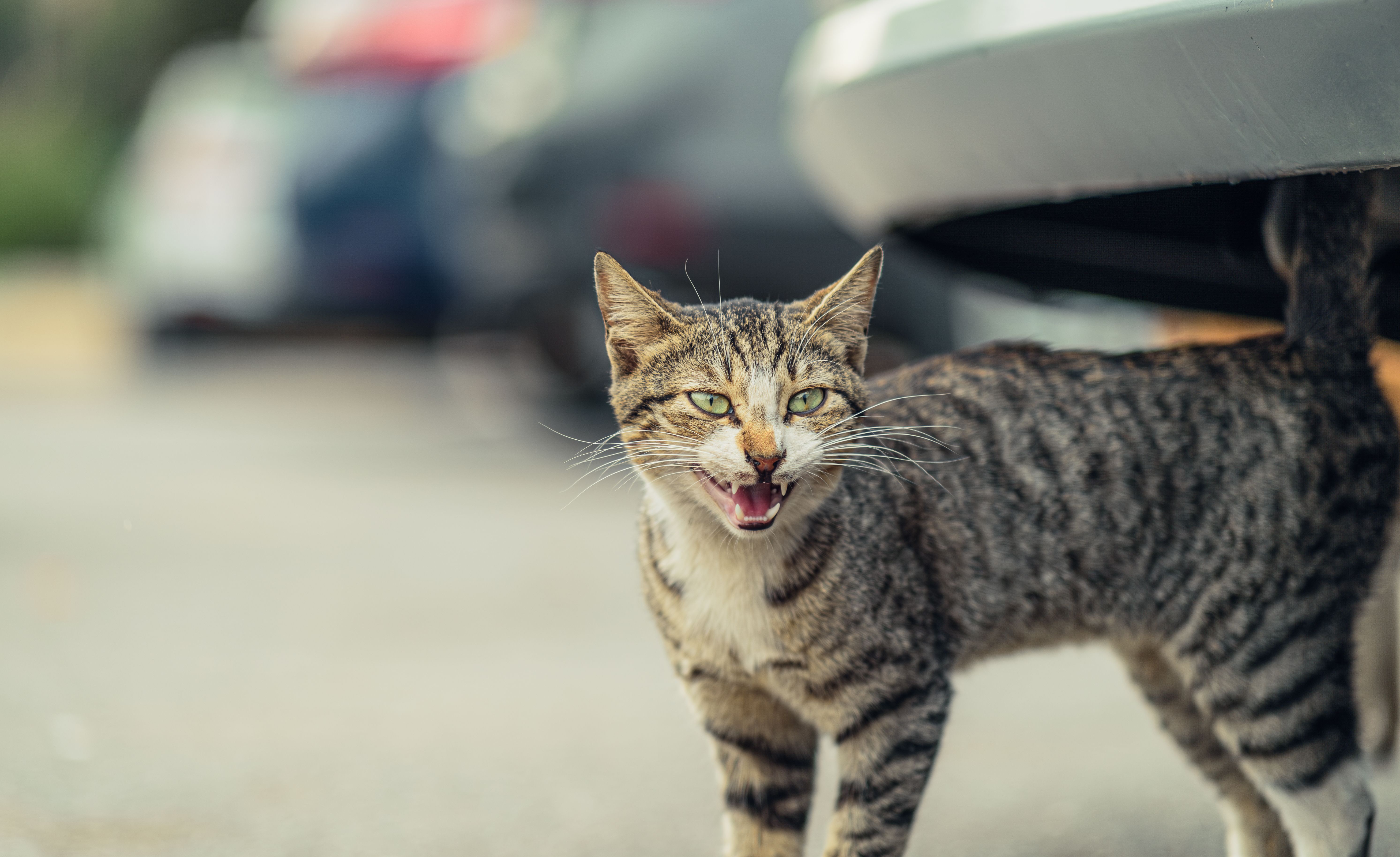 Close-up of a Stray Cat in Urban Environment · Free Stock Photo