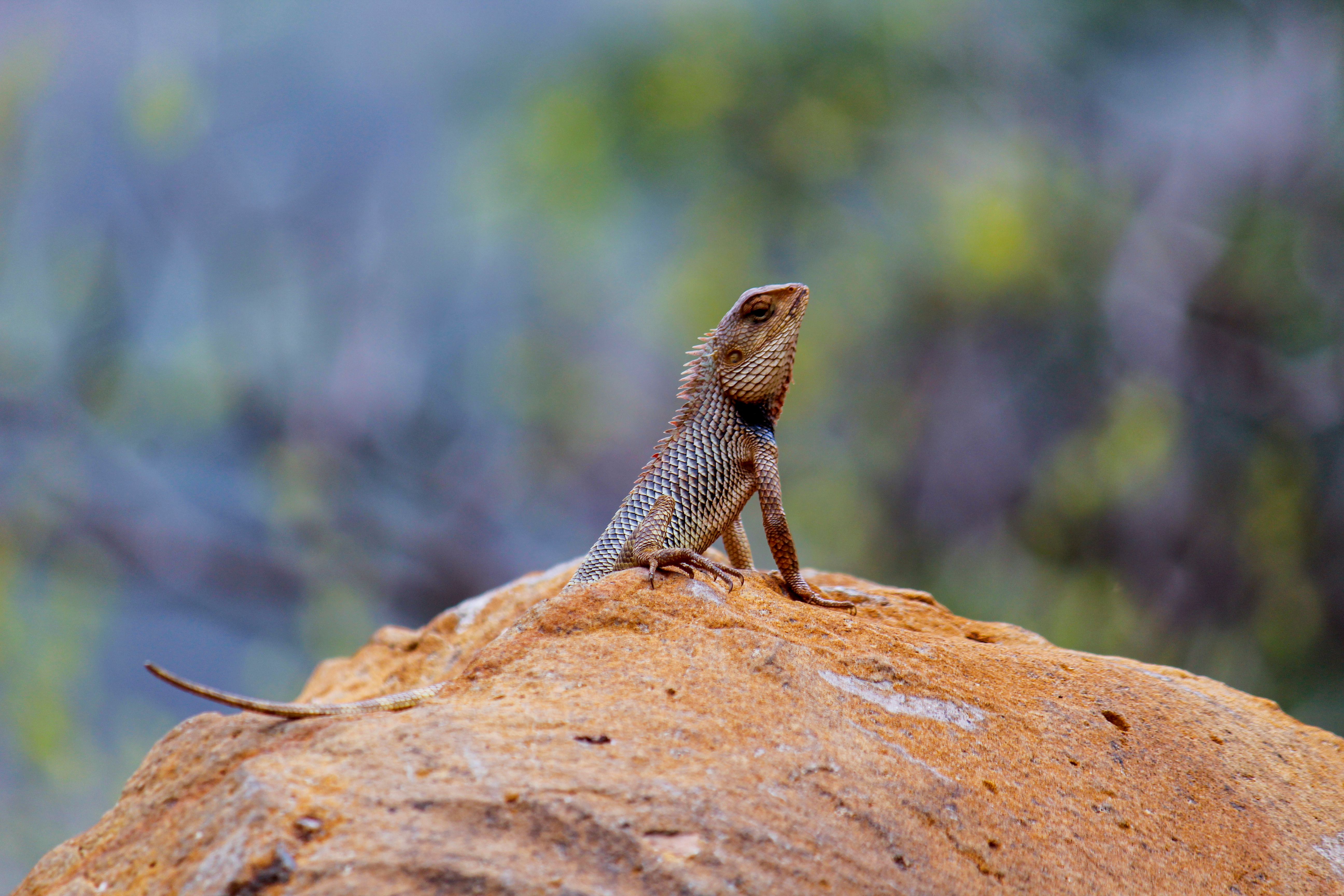 Brown Lizard on Rock in Natural Environment · Free Stock Photo