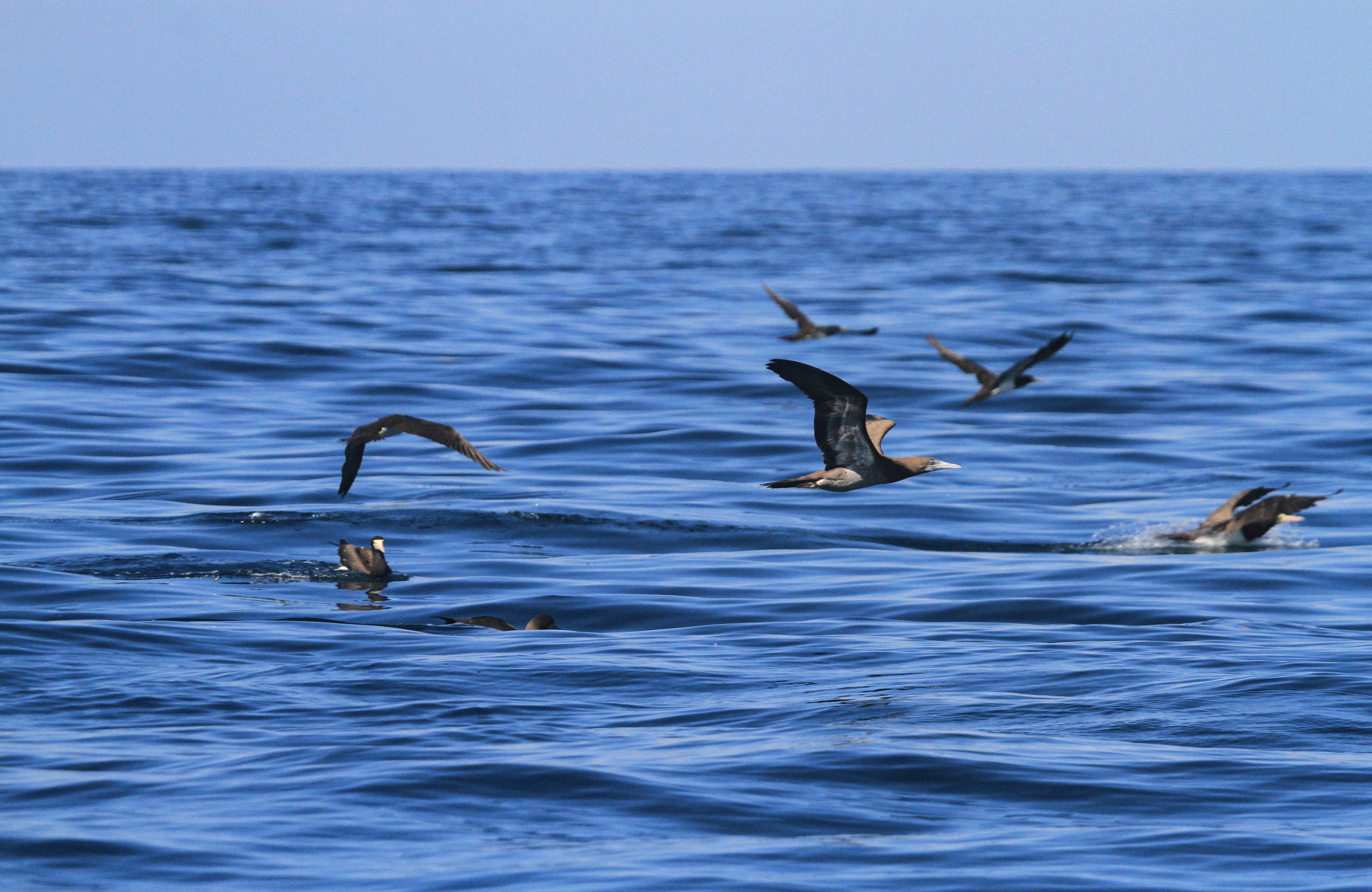 Flock of Seabirds Flying Over Ocean Waters · Free Stock Photo