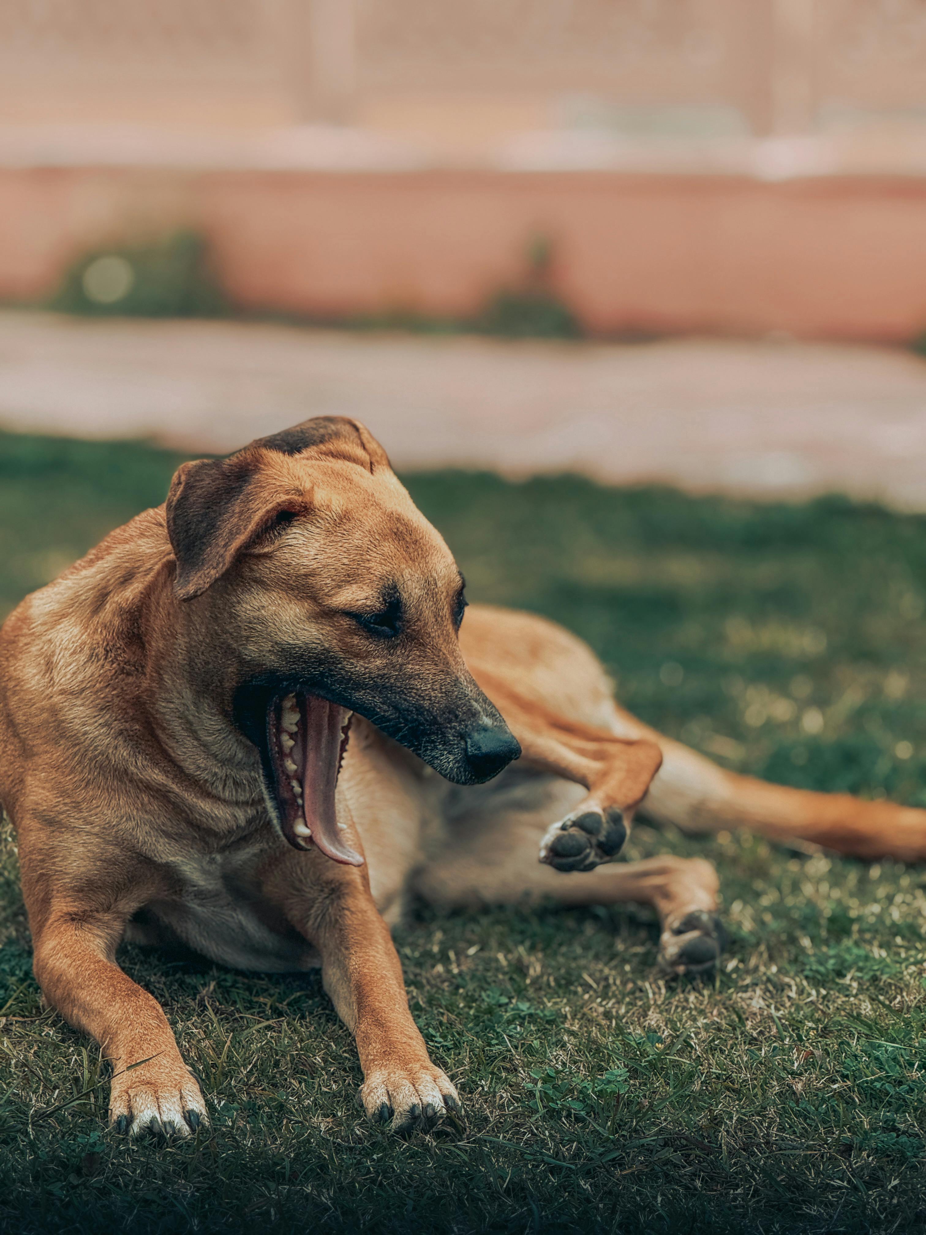 Perro Bostezando Y Relajándose En Un Día Soleado · Foto de stock gratuita