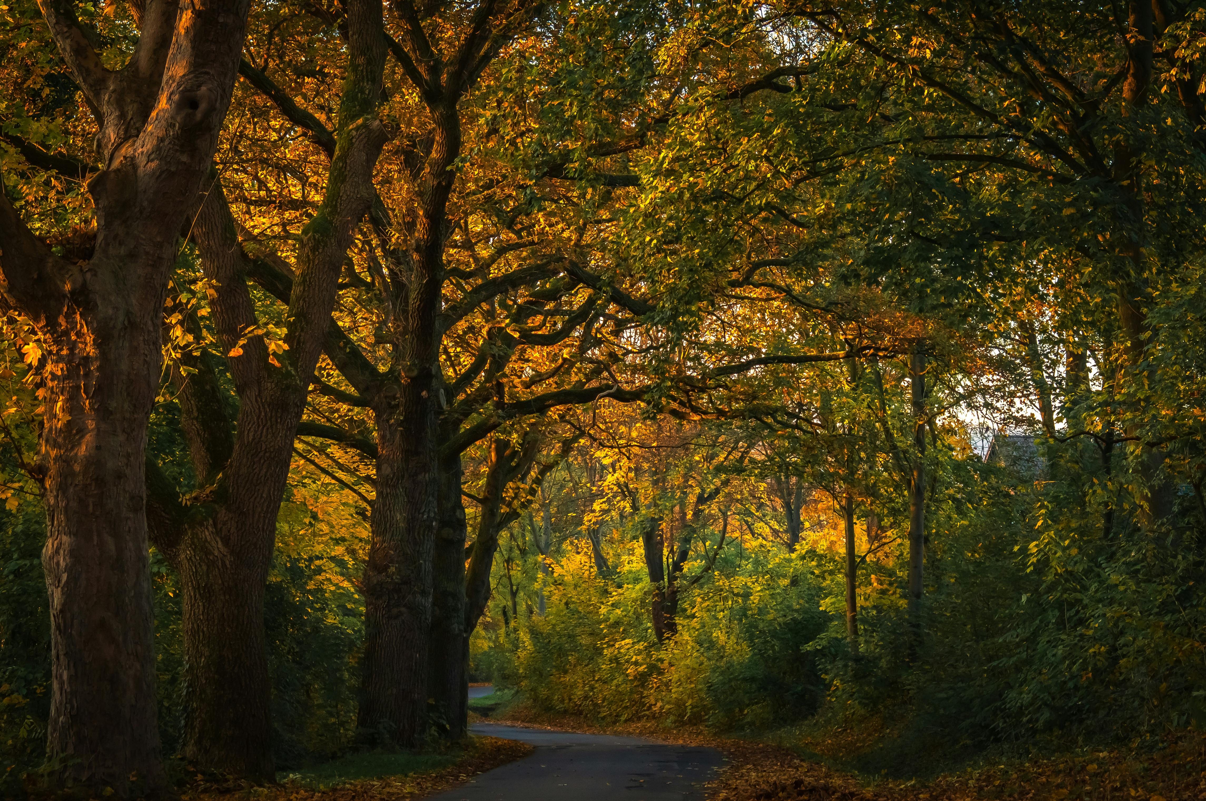 Beautiful Autumn Forest Pathway Scene · Free Stock Photo