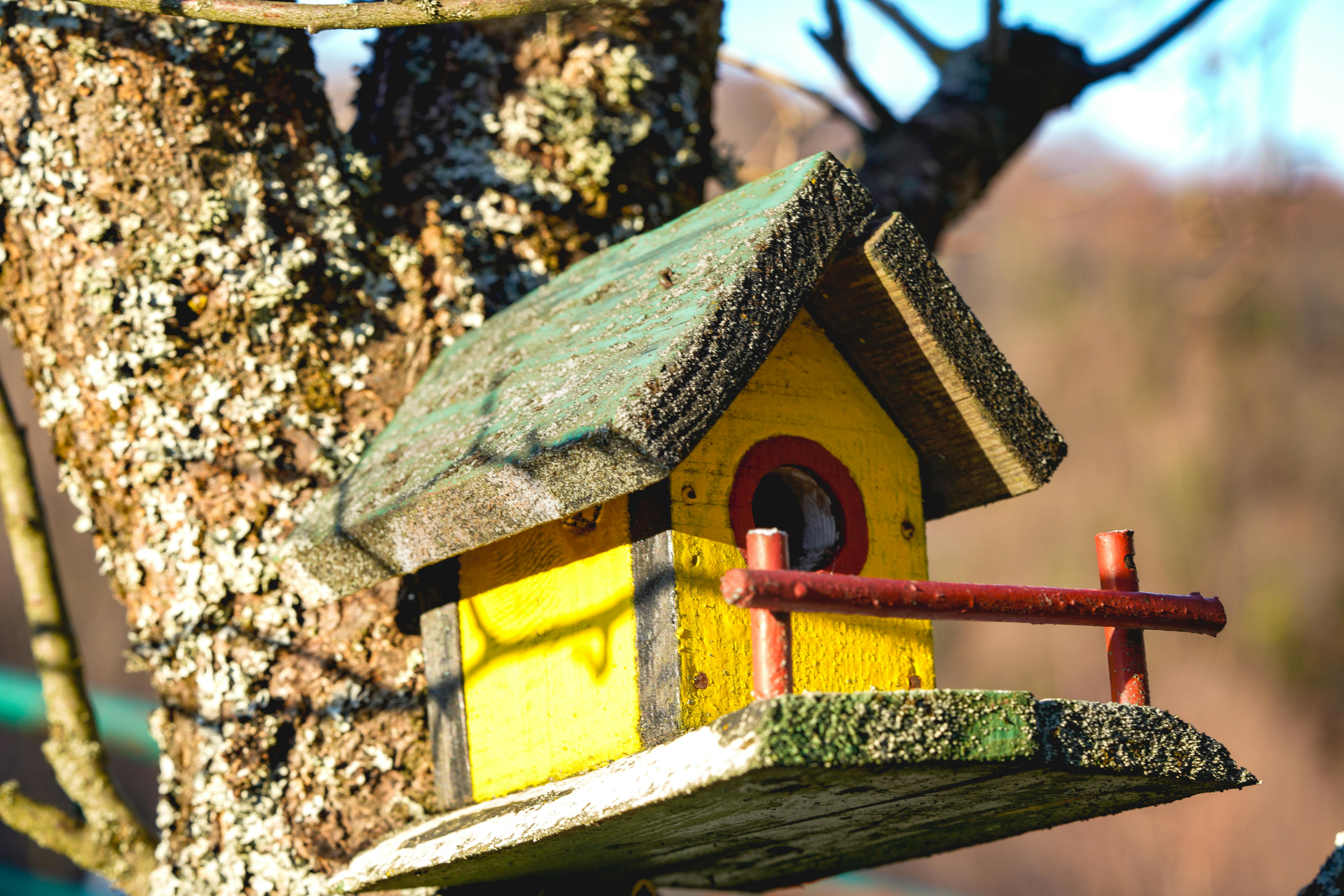 Colorful Birdhouse on Tree in Sunlight · Free Stock Photo