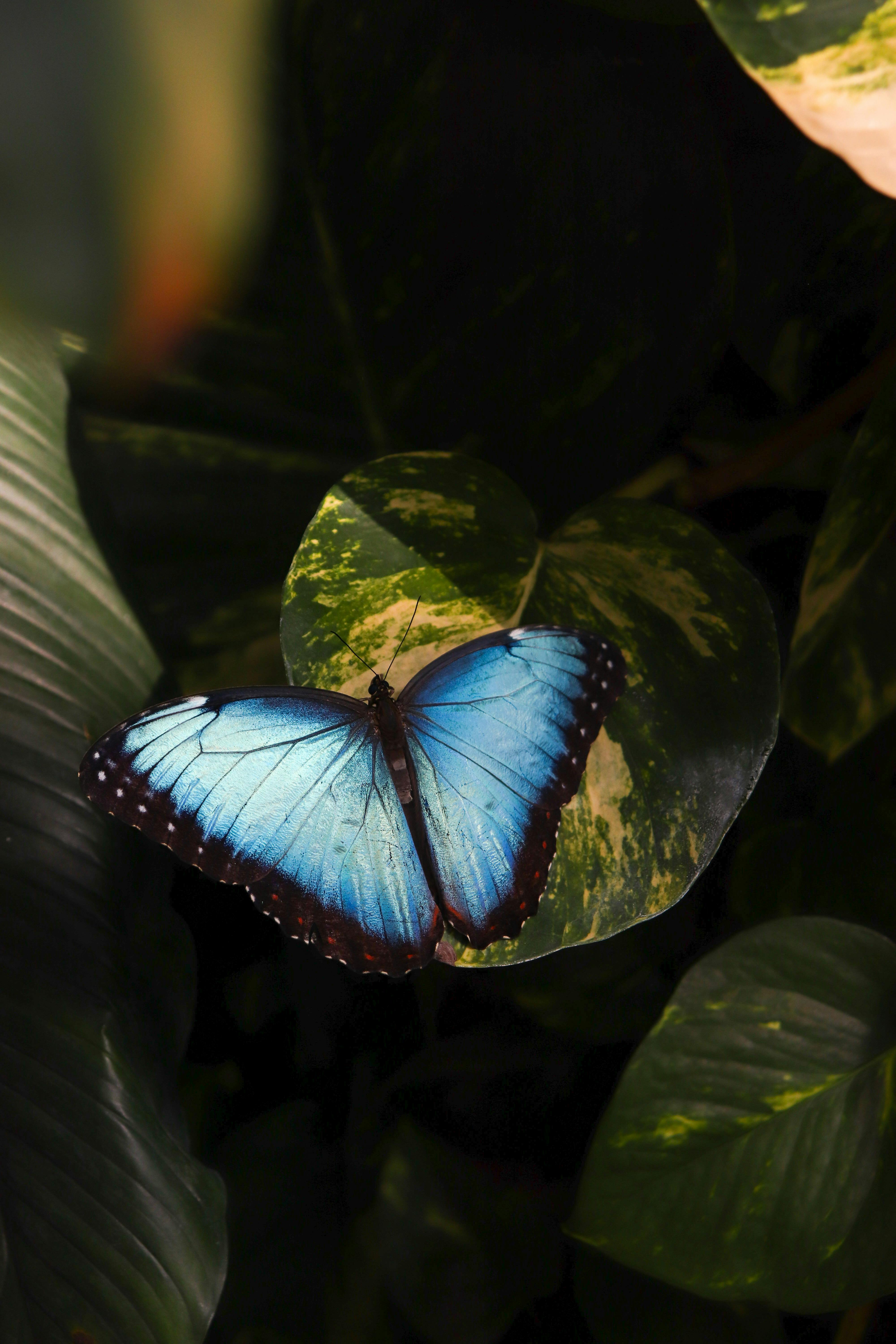 Vibrant Blue Butterfly Resting on Leaf · Free Stock Photo